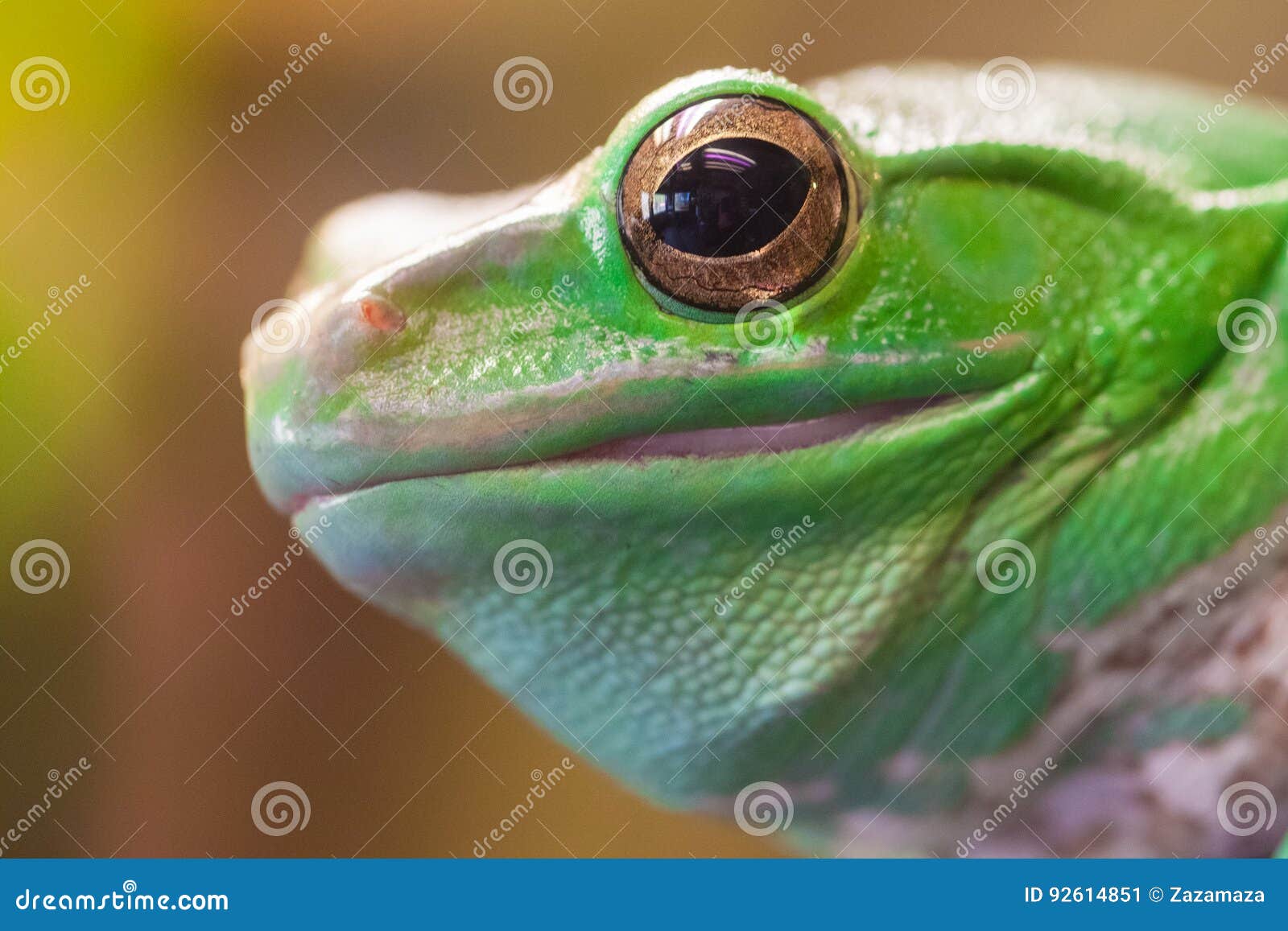 Green Frog`s Head with Big Eye. Stock Image - Image of tree, wild: 92614851