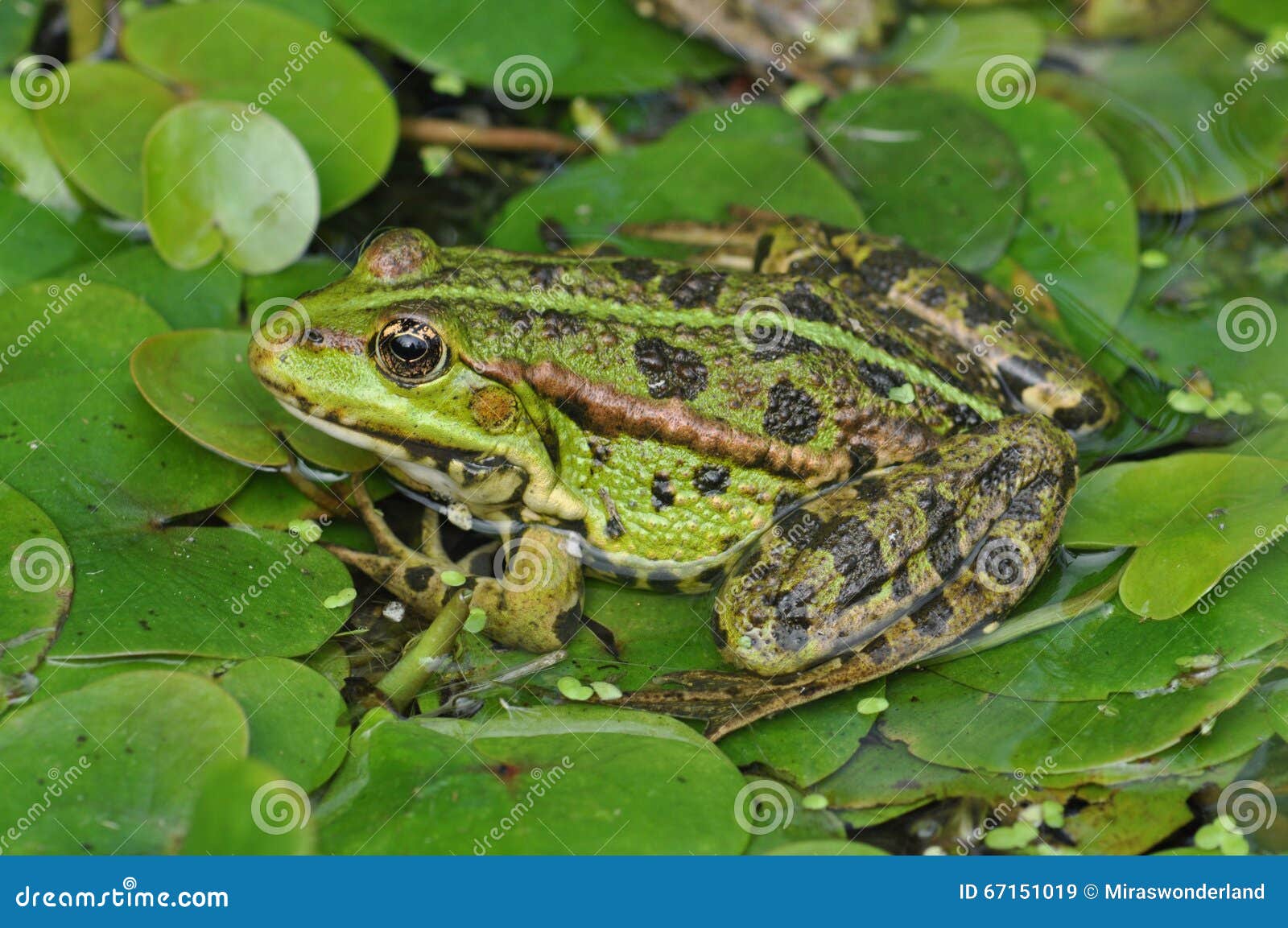 Green frog seen from above stock image. Image of amphibian - 67151019