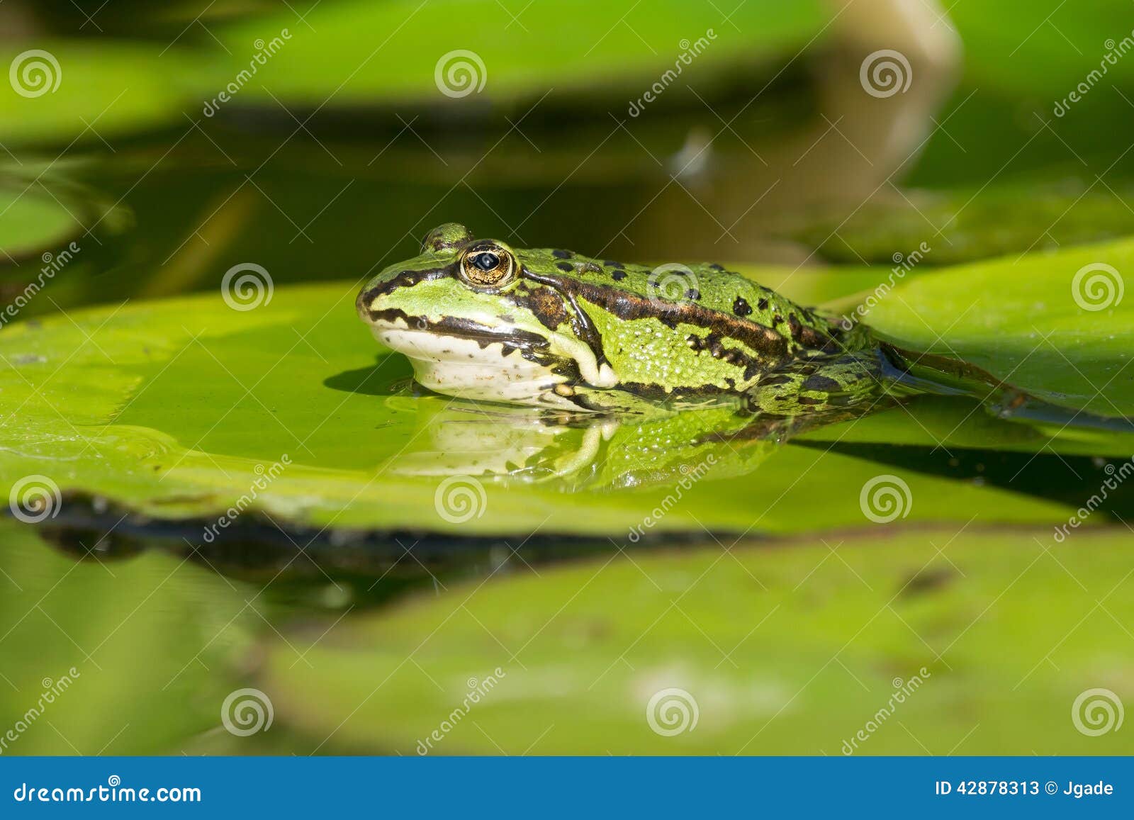 Green frog side view stock image. Image of toad, nature - 42878313