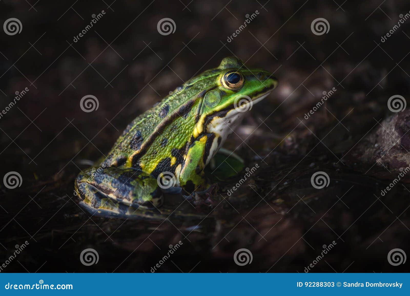 A green frog stock image. Image of forest, outdoors, sitting - 92288303