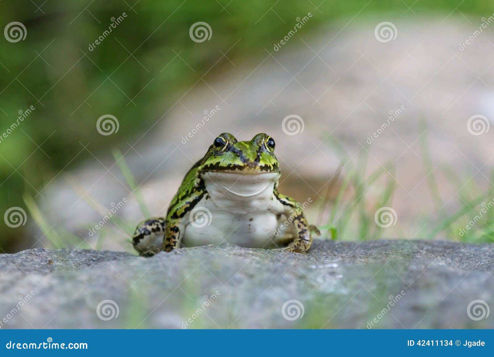 Green Frog stock photo. Image of wild, view, frog, sitting - 42411134