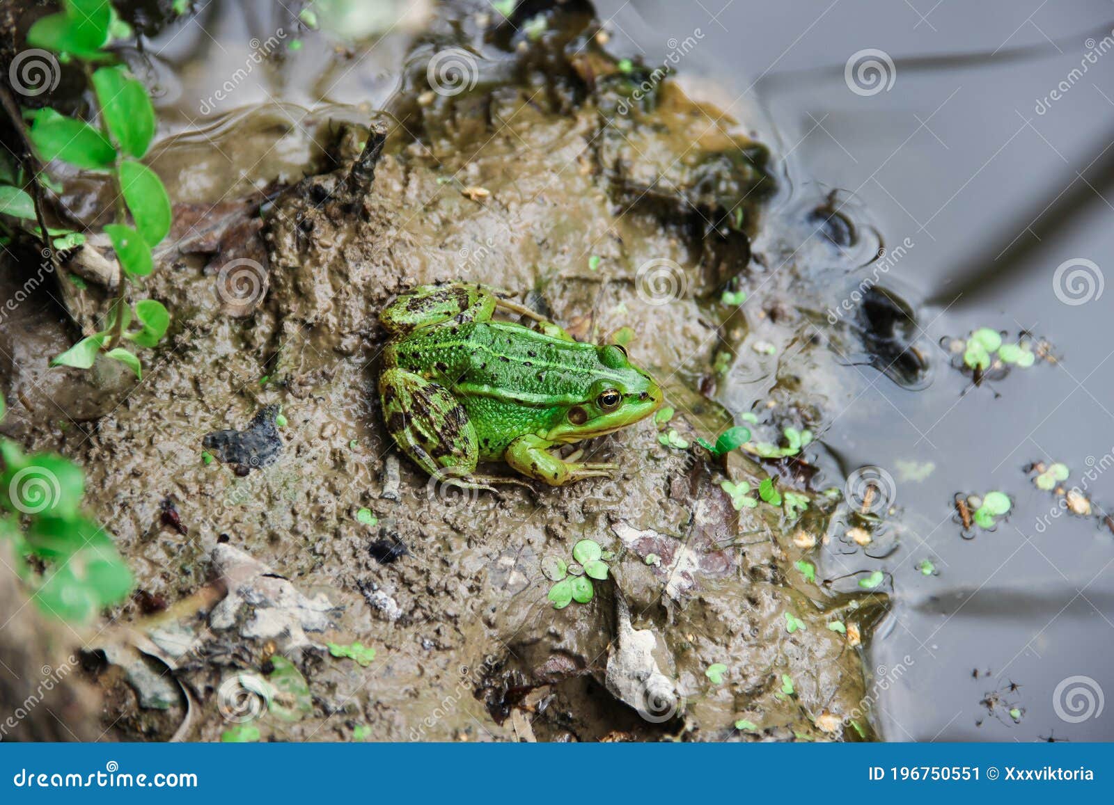 Sludge, Silt, Clay, Mud, Ooze, Slime Royalty-Free Stock Image ...
