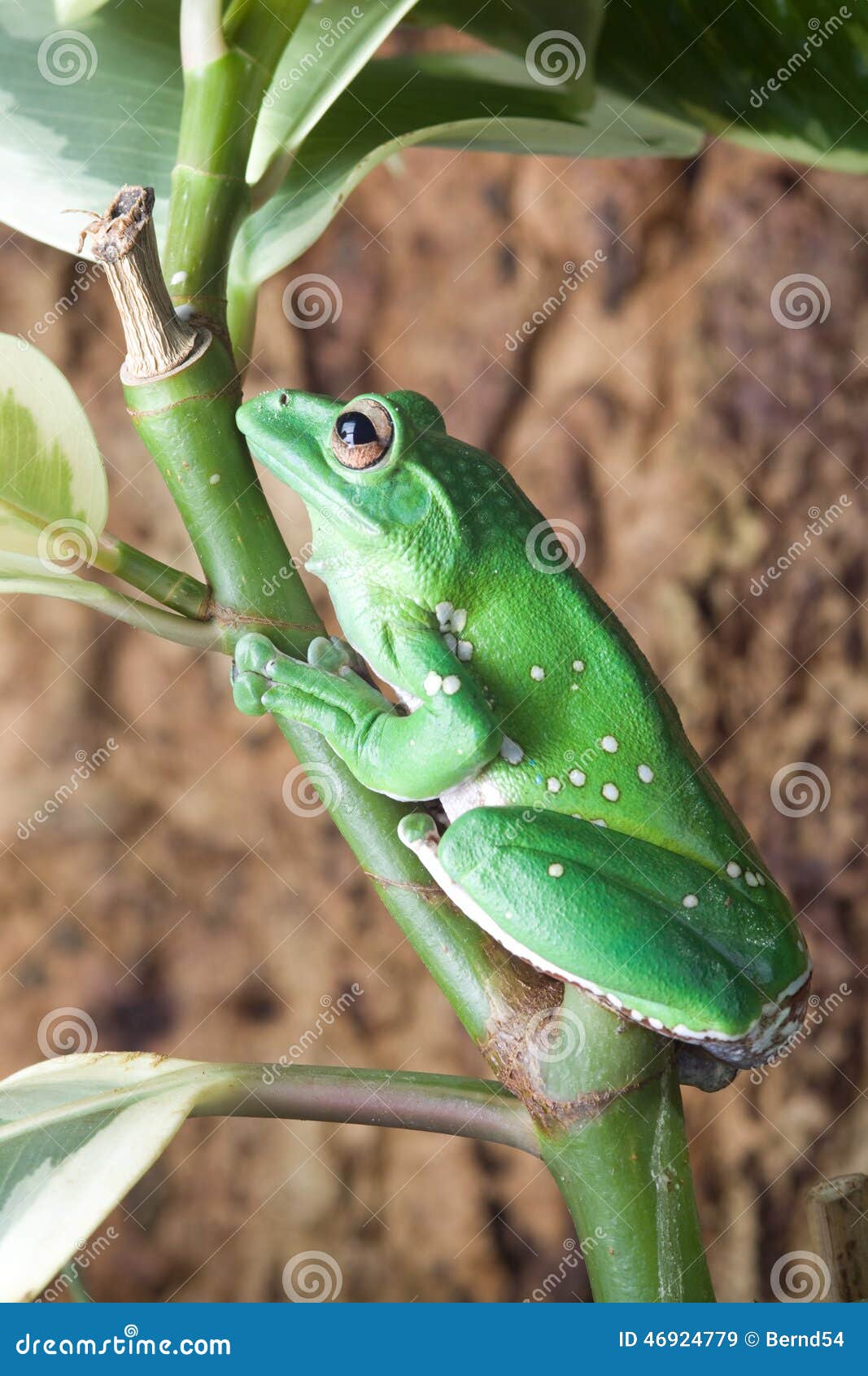 Green frog with spots stock image. Image of newt, spotted - 46924779