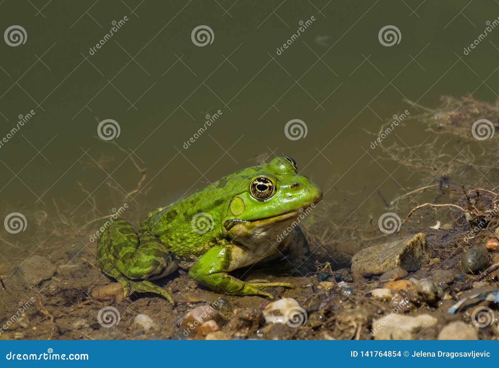 Green Frog Resting at the Edge of the Swamp in Mud. Stock Photo - Image ...