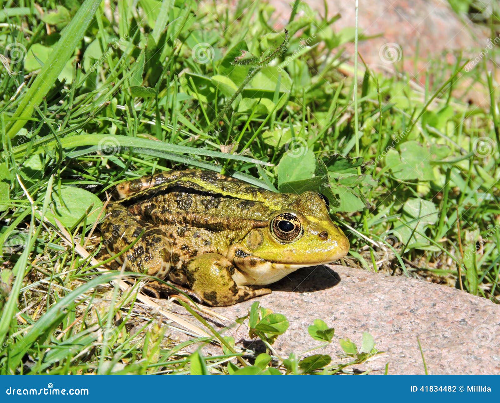 Green frog stock photo. Image of skin, fauna, background - 41834482