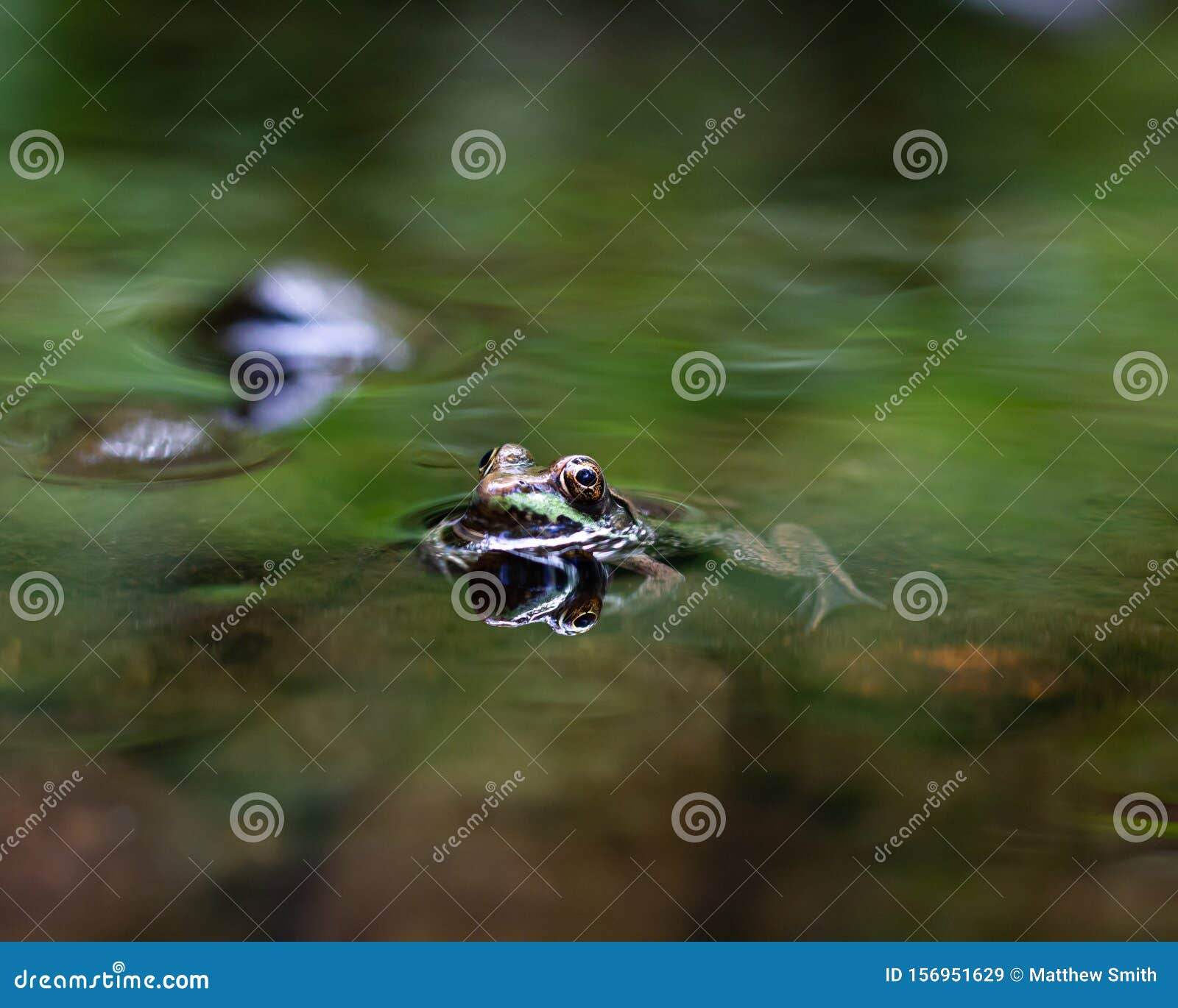 Green Frog in Stream with Reflected Trees Stock Image - Image of ...
