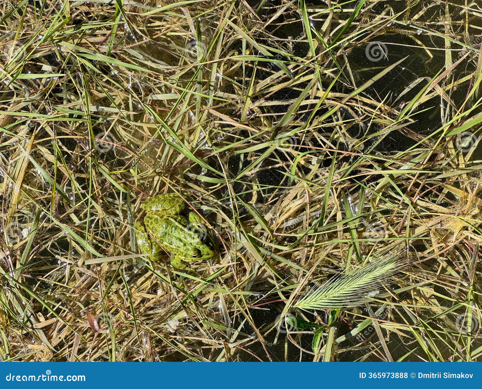 Swamp Grass Stock Photography | CartoonDealer.com #6328106