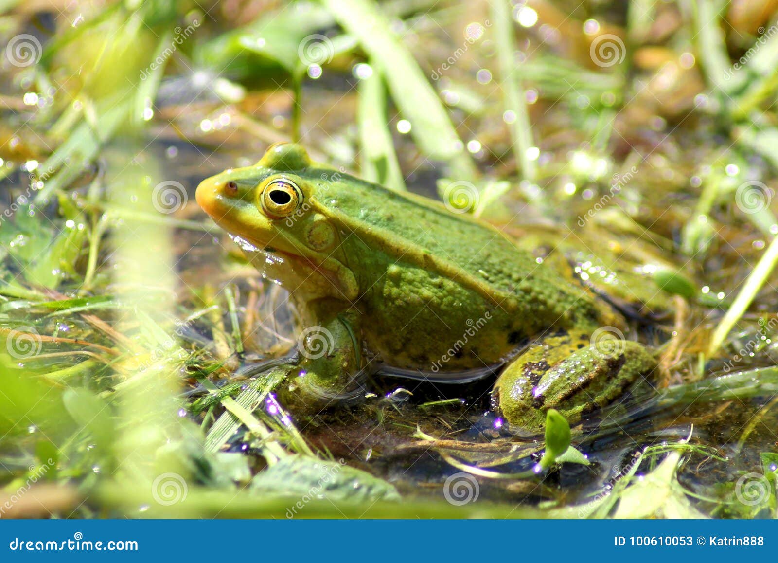 Green frog stock image. Image of wildlife, wild, pond - 100610053