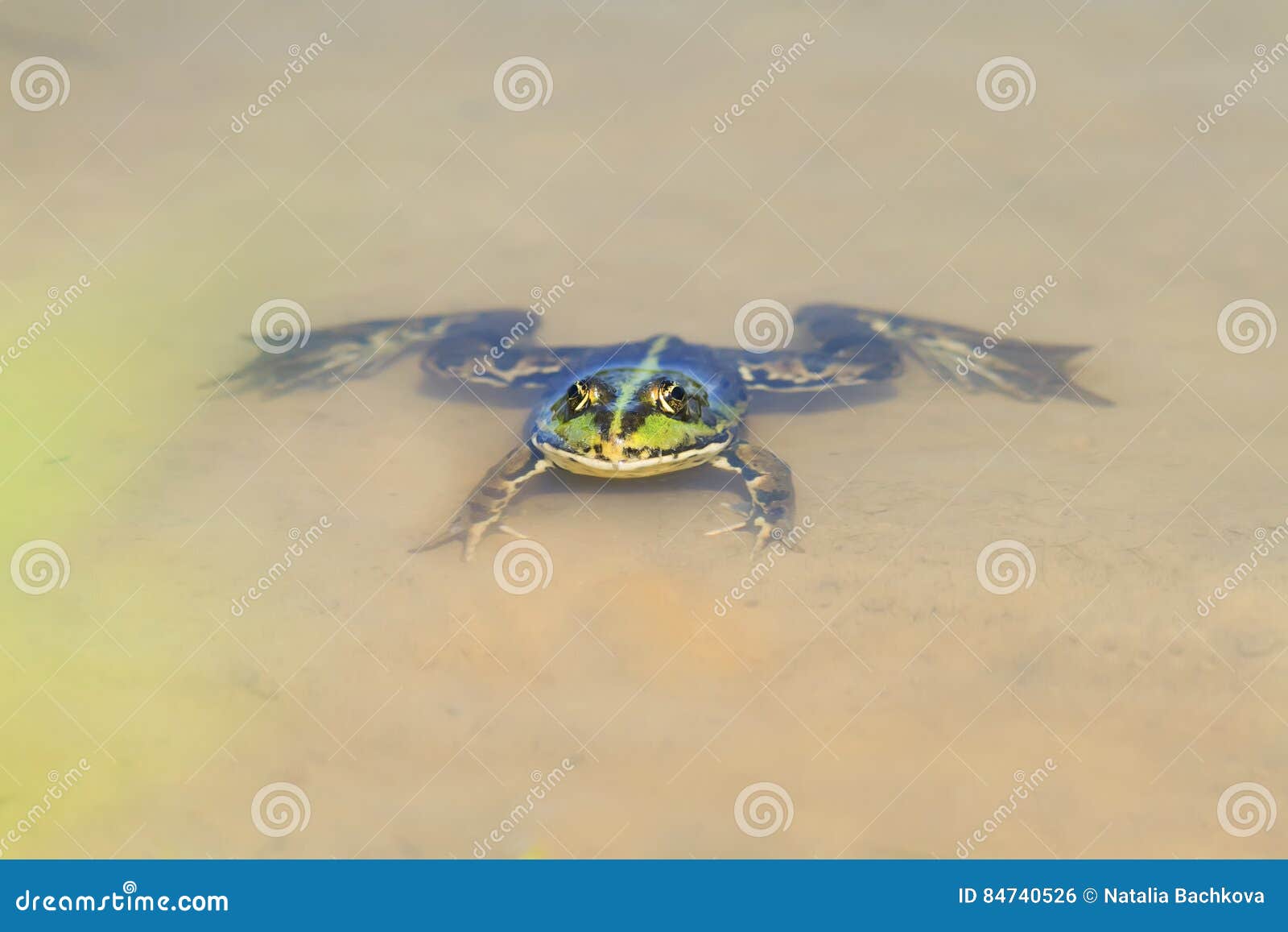 Green Frog Swimming in a Pond on the Sandy Beach Stock Photo - Image of ...