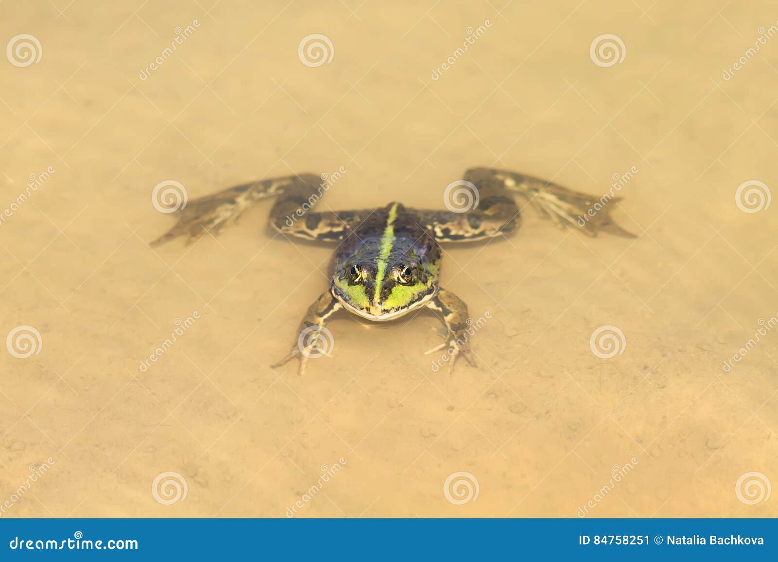 Green Frog Swimming in a Pond on the Sandy Beach Stock Image - Image of ...