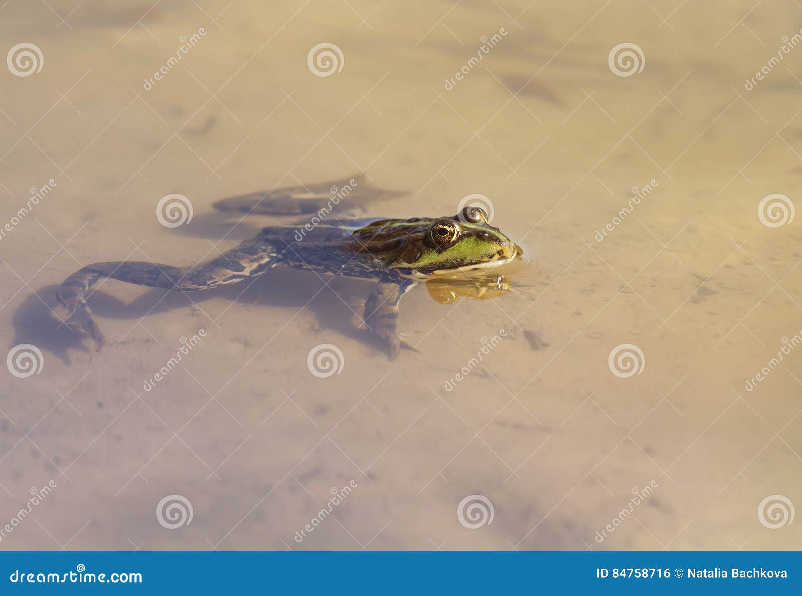 Green Frog Swimming in a Pond on the Sandy Beach Stock Photo - Image of ...
