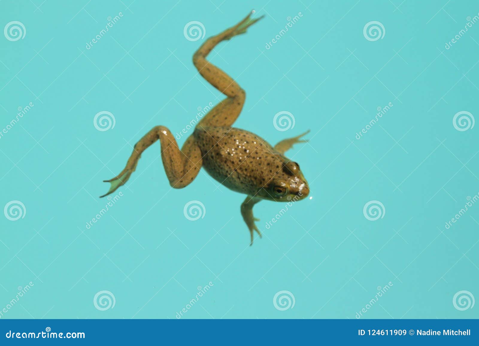 Green Frog Swimming in a Pool Stock Image - Image of spots, isolated ...