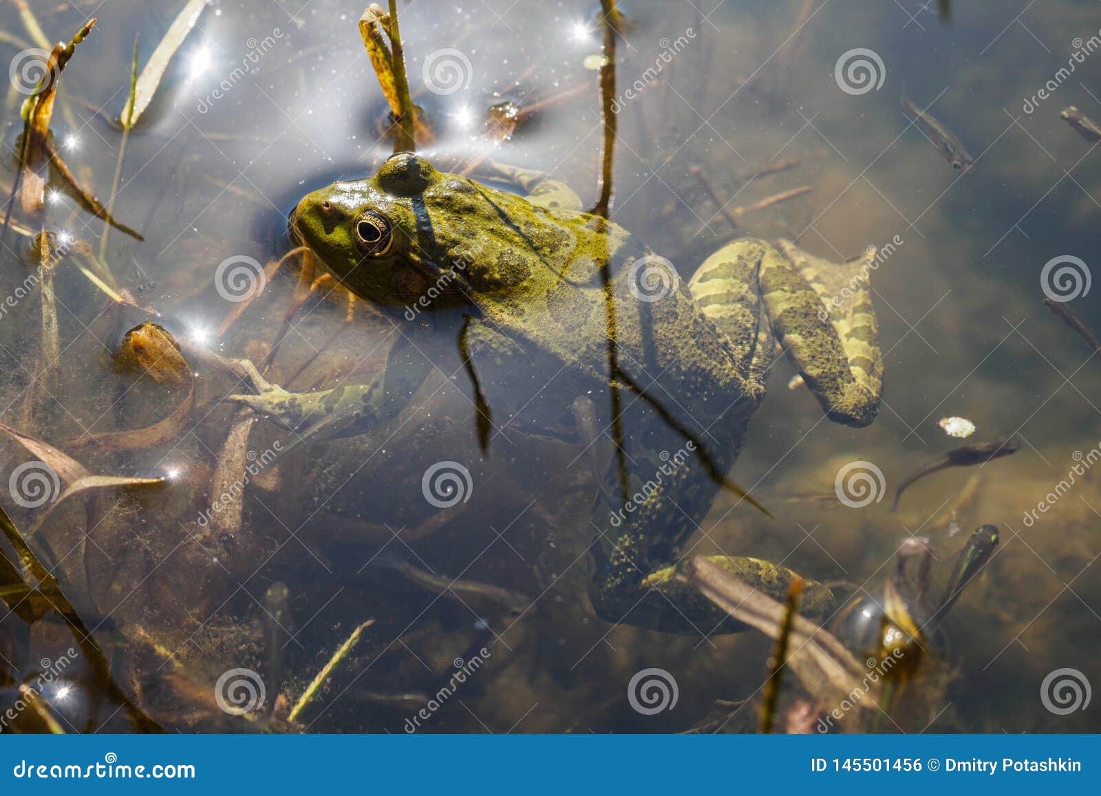 Frog Tadpoles Swimming In Plastic Container On Bank Of Pond. Stock ...