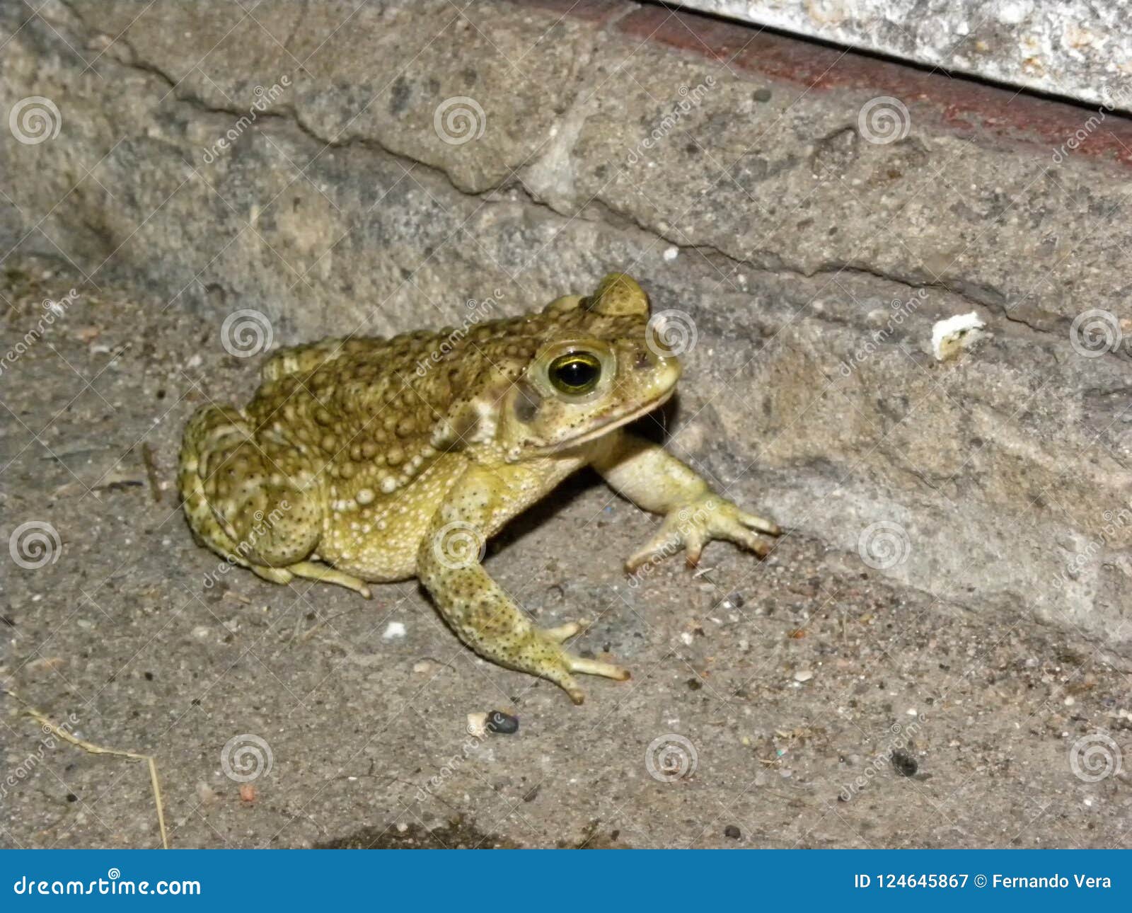 A Green Frog Toad Sitting in the Yard. Stock Image - Image of wall ...