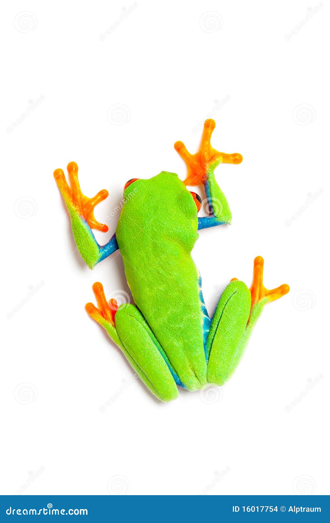 Green Frog Top View Isolated on White Stock Photo - Image of callidryas ...
