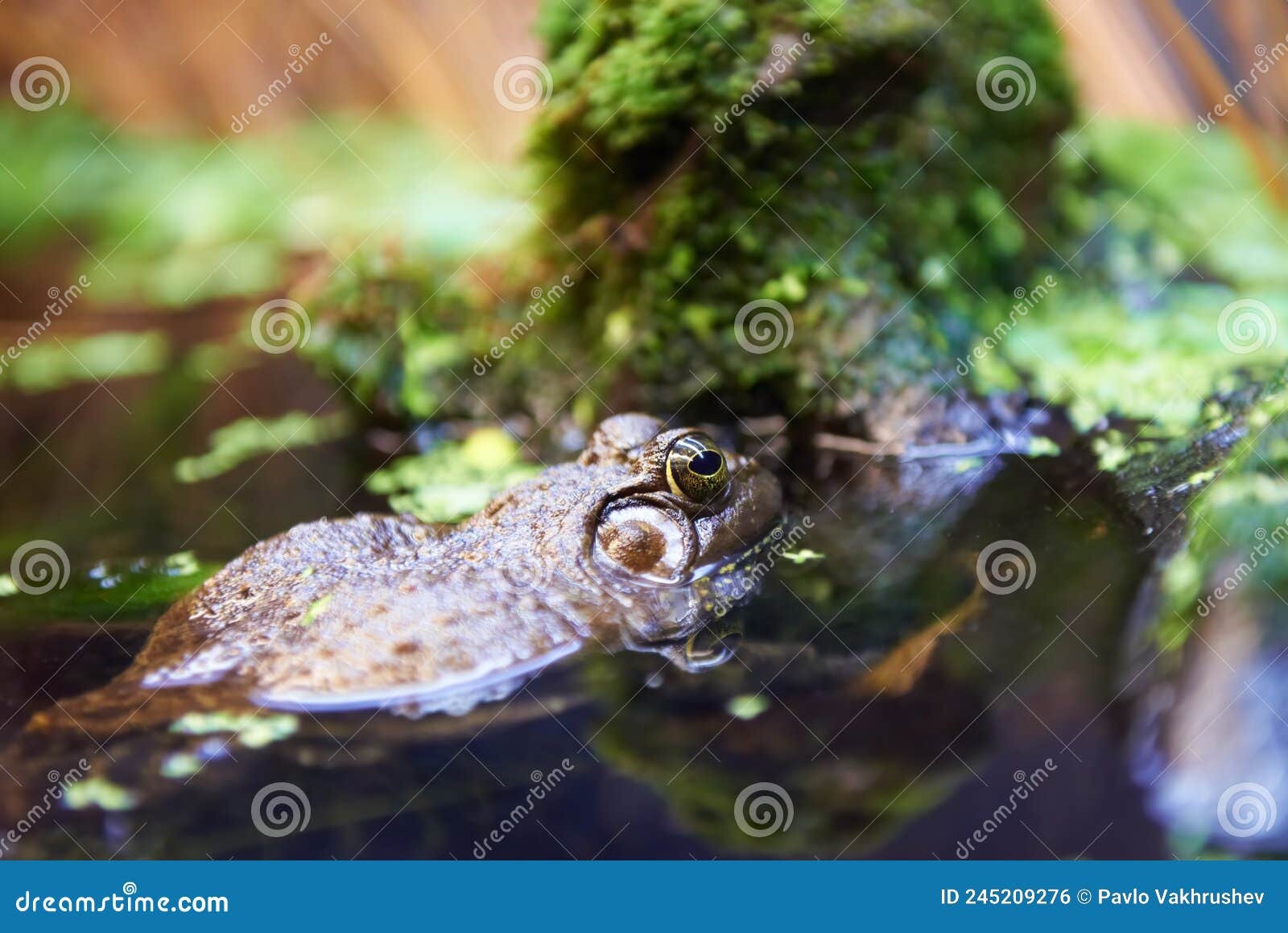 Green frog stock photo. Image of leaf, nature, frog - 245209276