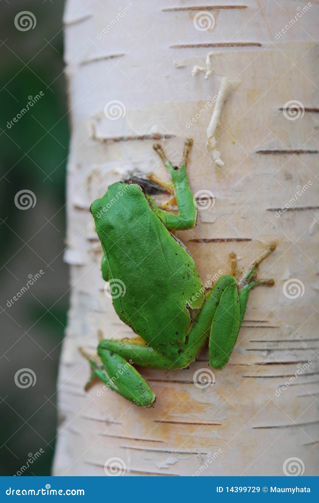Green frog on tree trunk stock image. Image of amphibious - 14399729