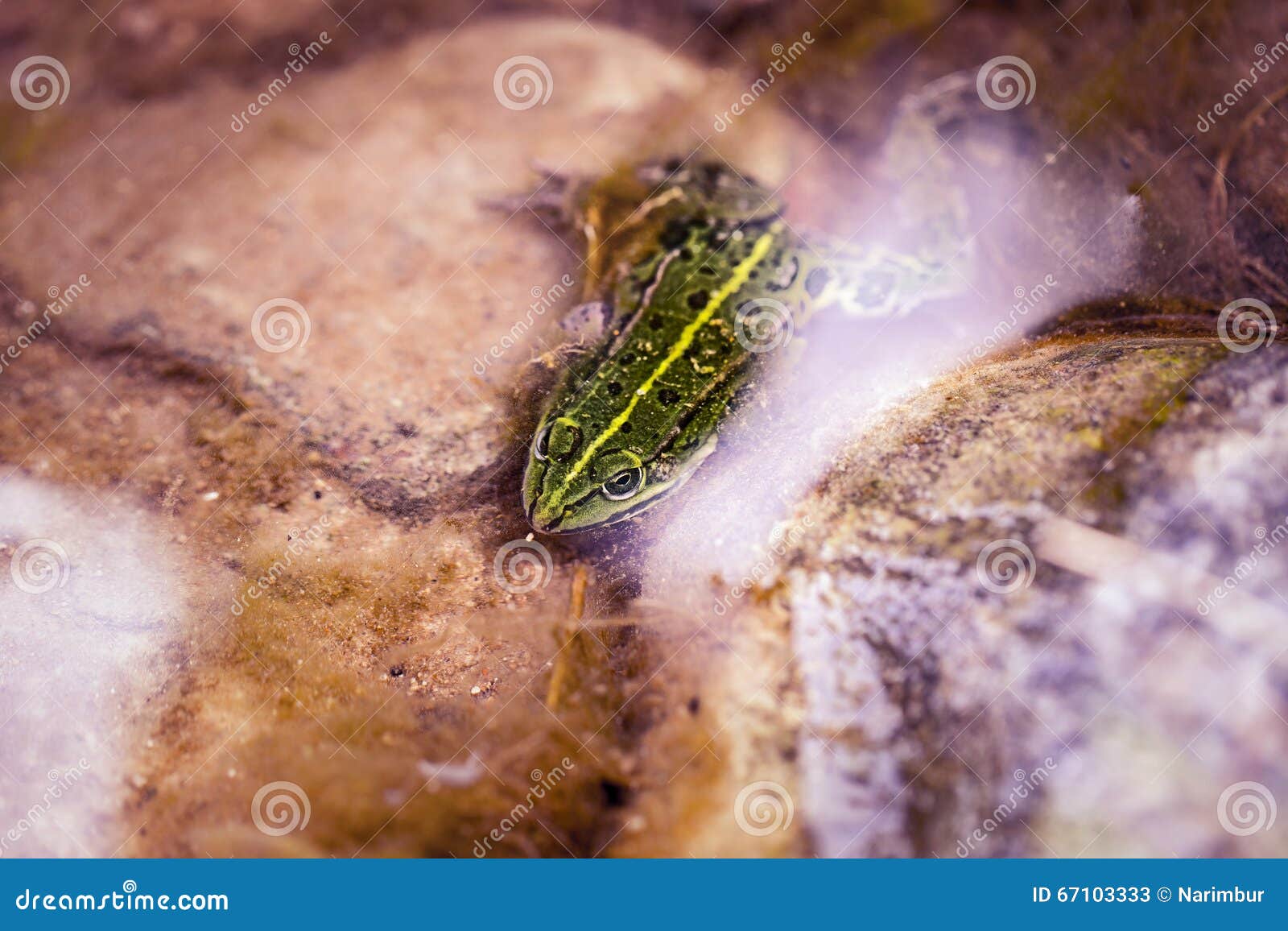 Frog Egg Under The Microscope Stock Image | CartoonDealer.com #27282361