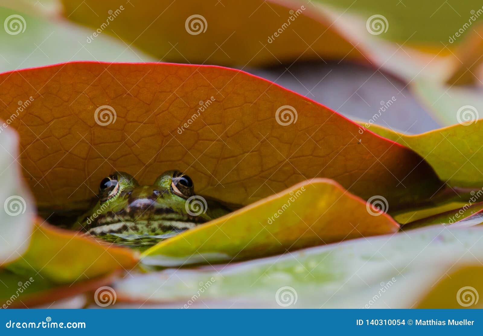 Green Frog Under Water Lily Leaf Stock Photo - Image of exploration ...