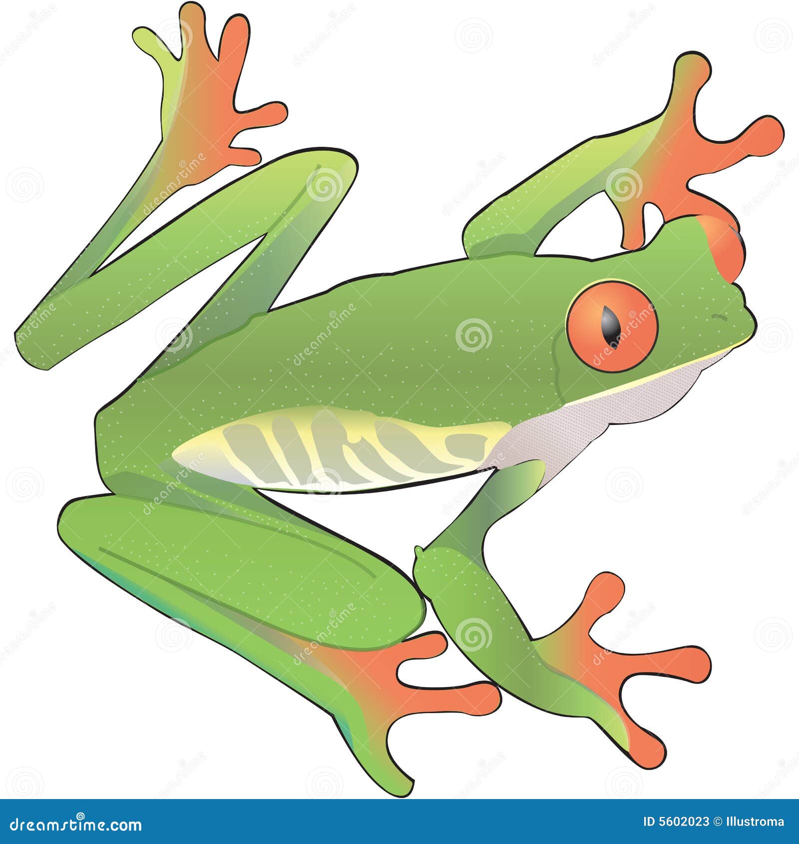 Frog Vector Illustration Isolated On White | CartoonDealer.com #185861556