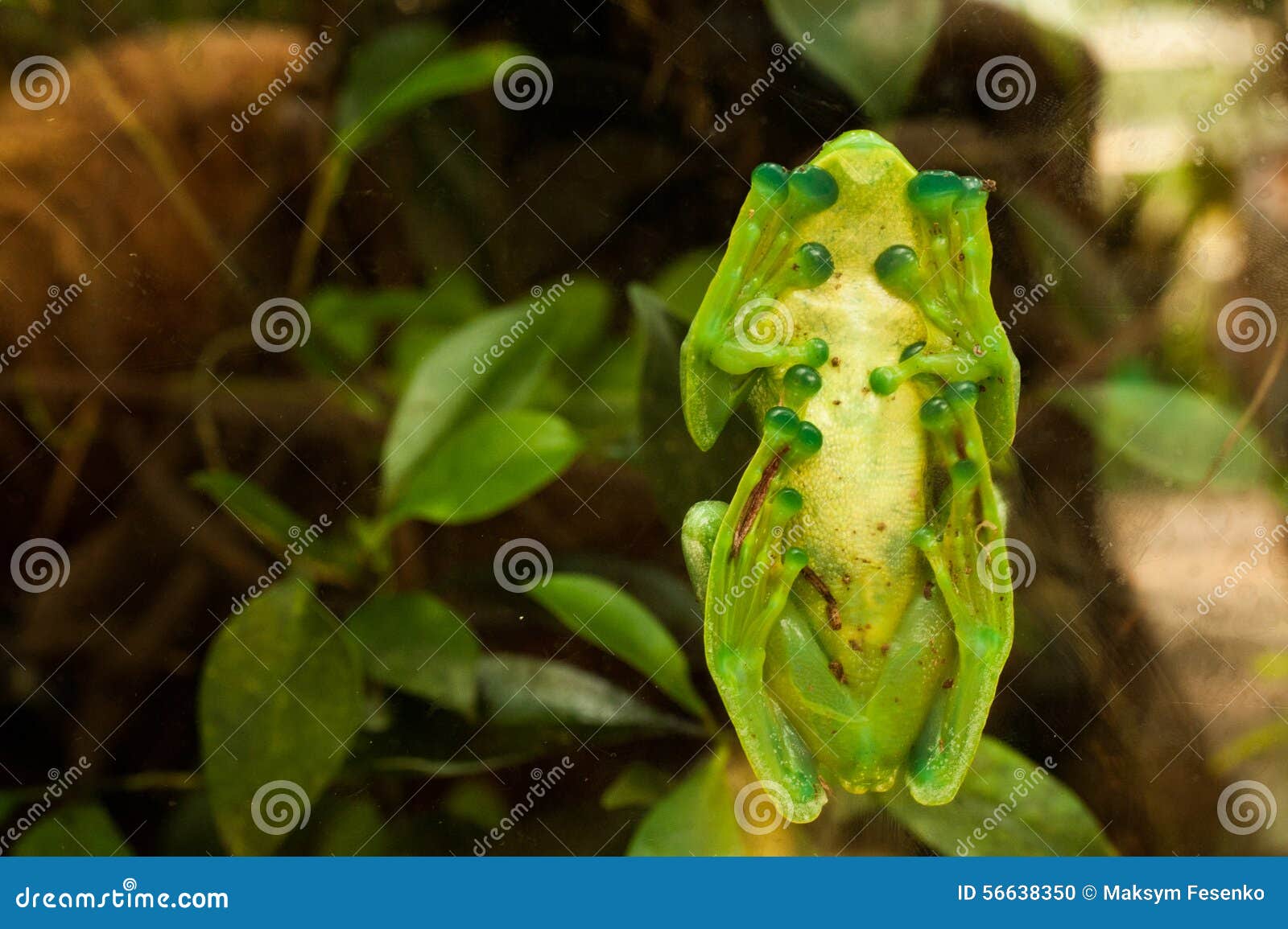 Green Frog View from Bottom Stock Photo - Image of environment, animals ...