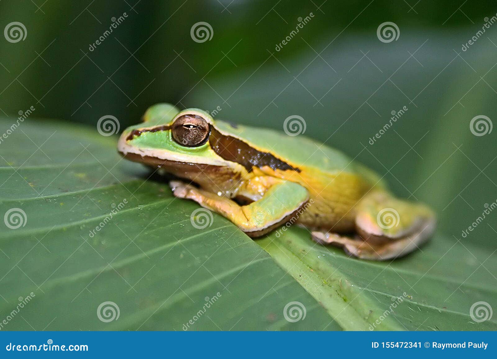 Green Frog Warming in the Sun Stock Image - Image of nature, close ...