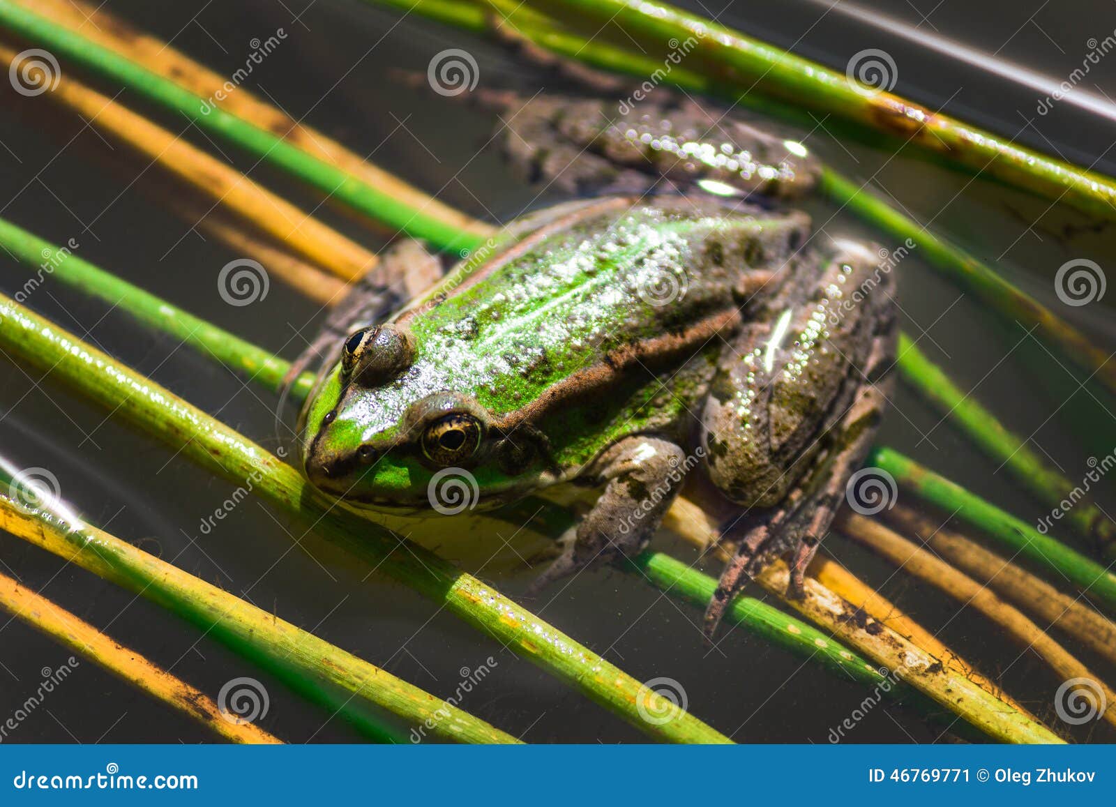 Green frog stock image. Image of floating, slimy, reptile - 46769771