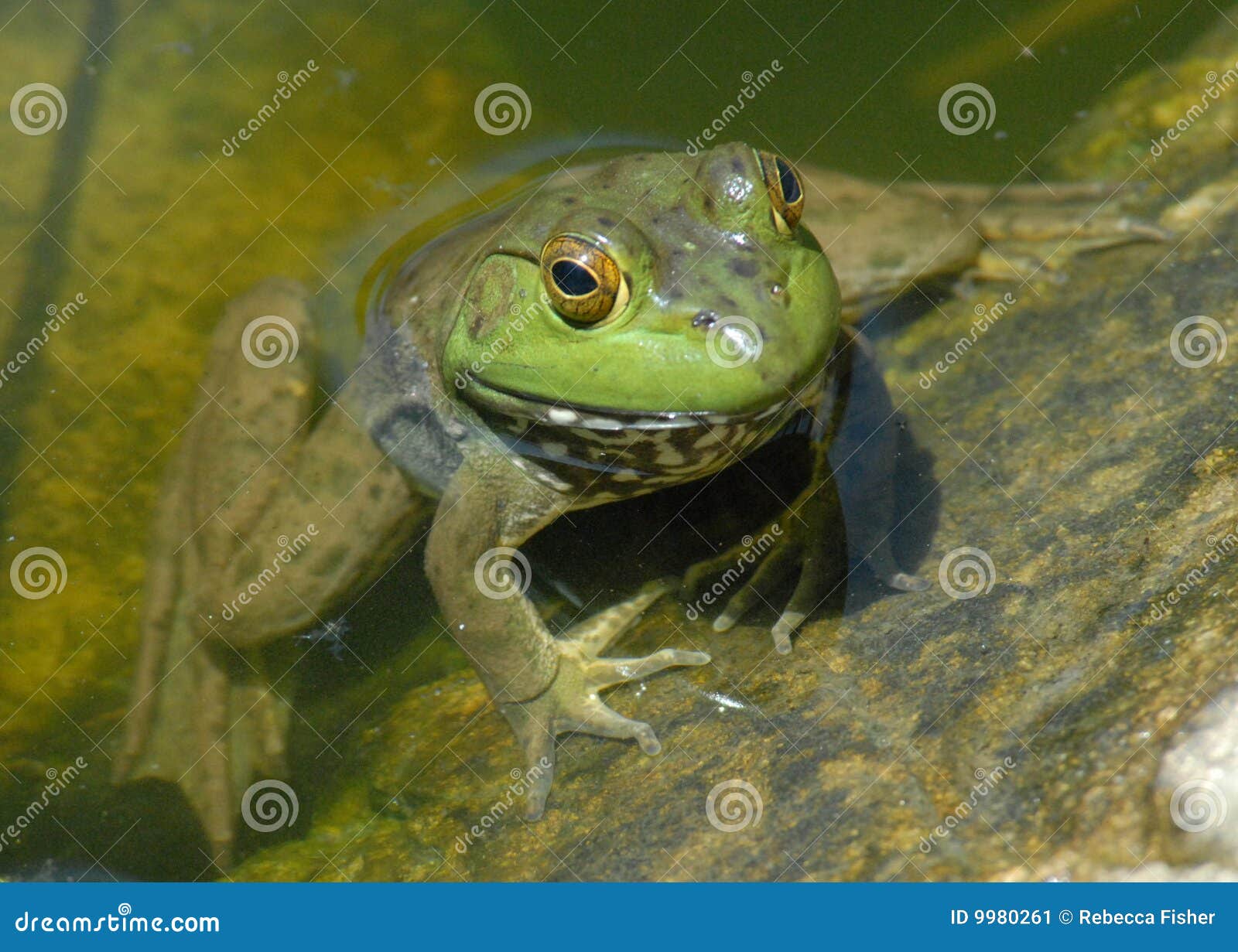 Green Frog in Water stock image. Image of camoflauge, water - 9980261