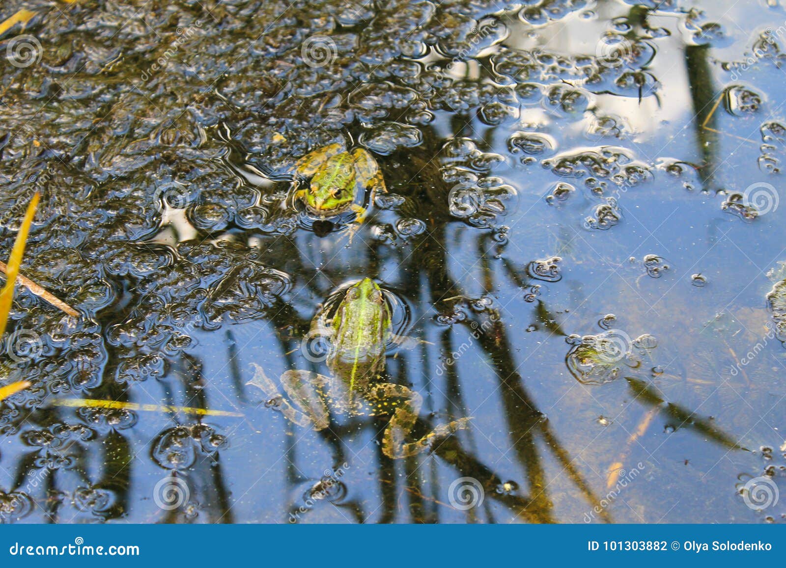Frogs in the swamp stock photo. Image of common, green - 101303882