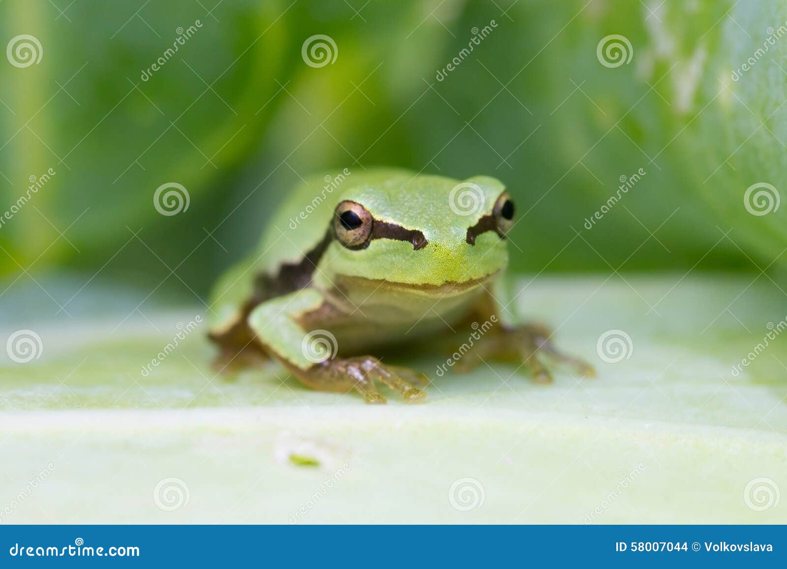 Green frog stock photo. Image of hungry, nature, hazu - 58007044