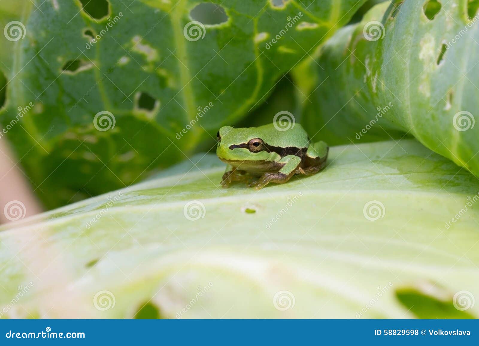 Green frog stock photo. Image of environment, biology - 58829598