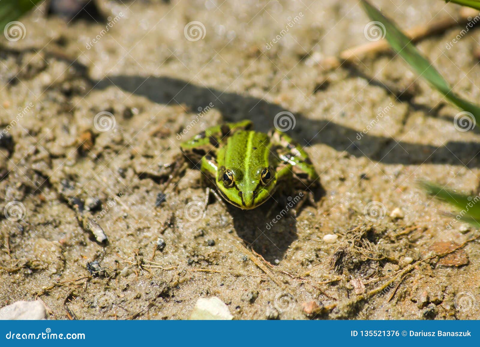 Green frog in the wet sand stock photo. Image of green - 135521376