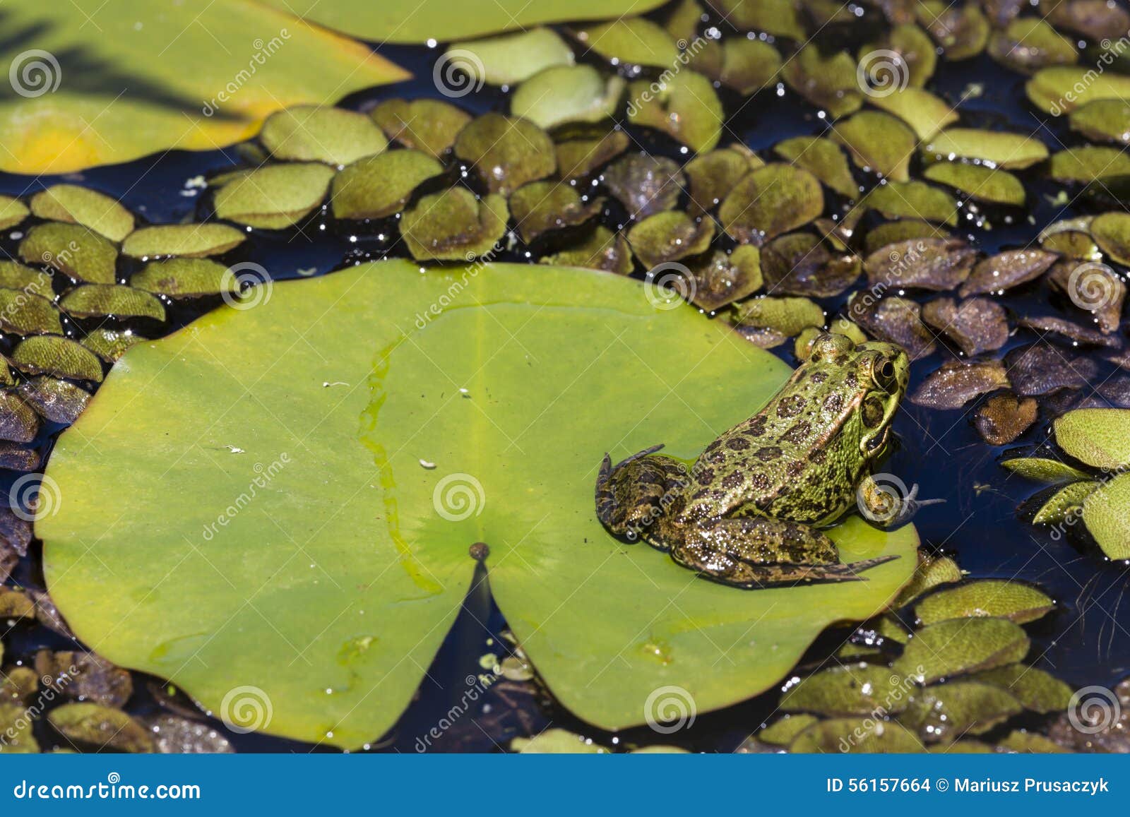 Green Frog in a wetland stock photo. Image of north, northeast - 56157664