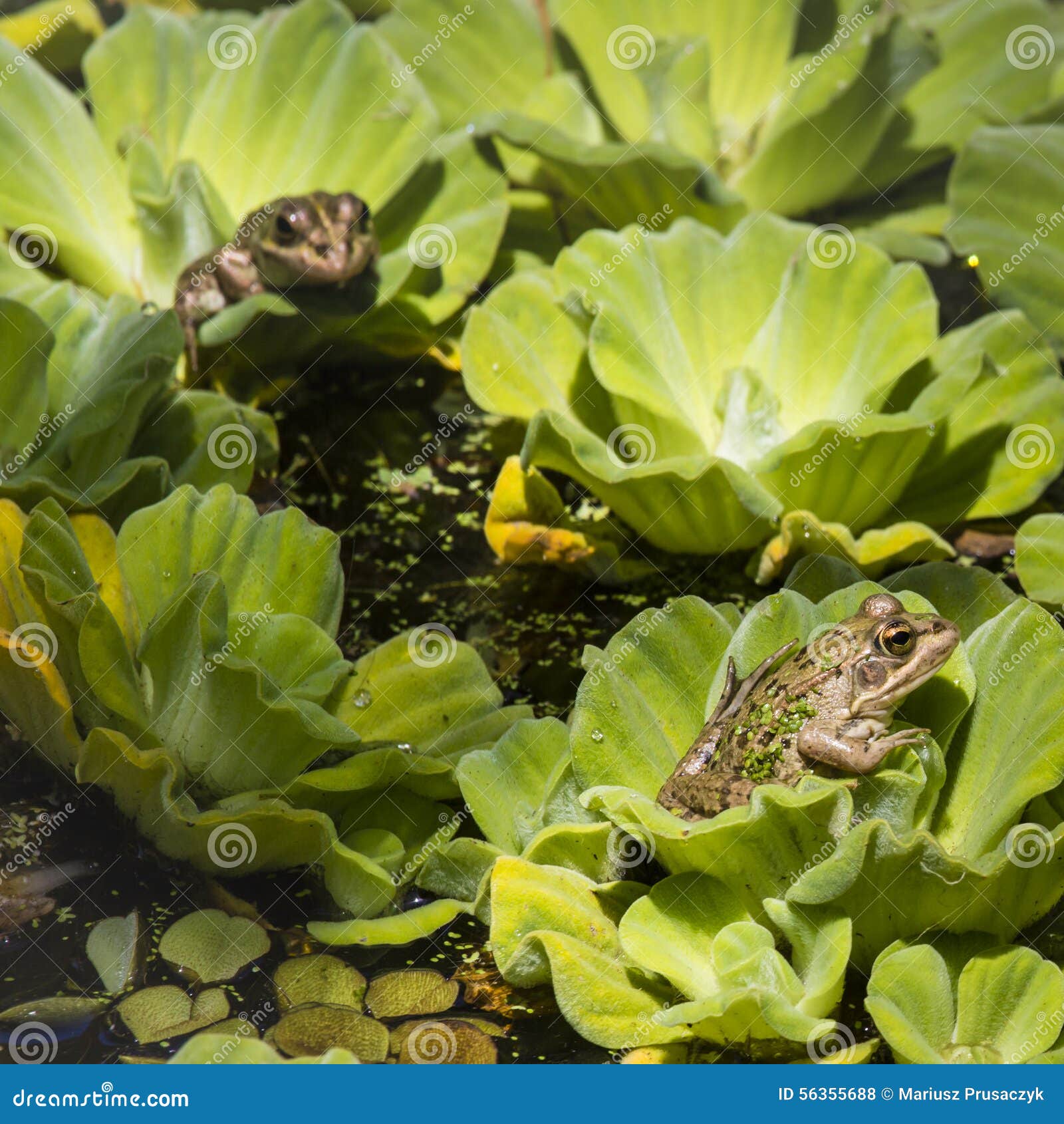 Green Frog in a wetland stock photo. Image of beauty - 56355688