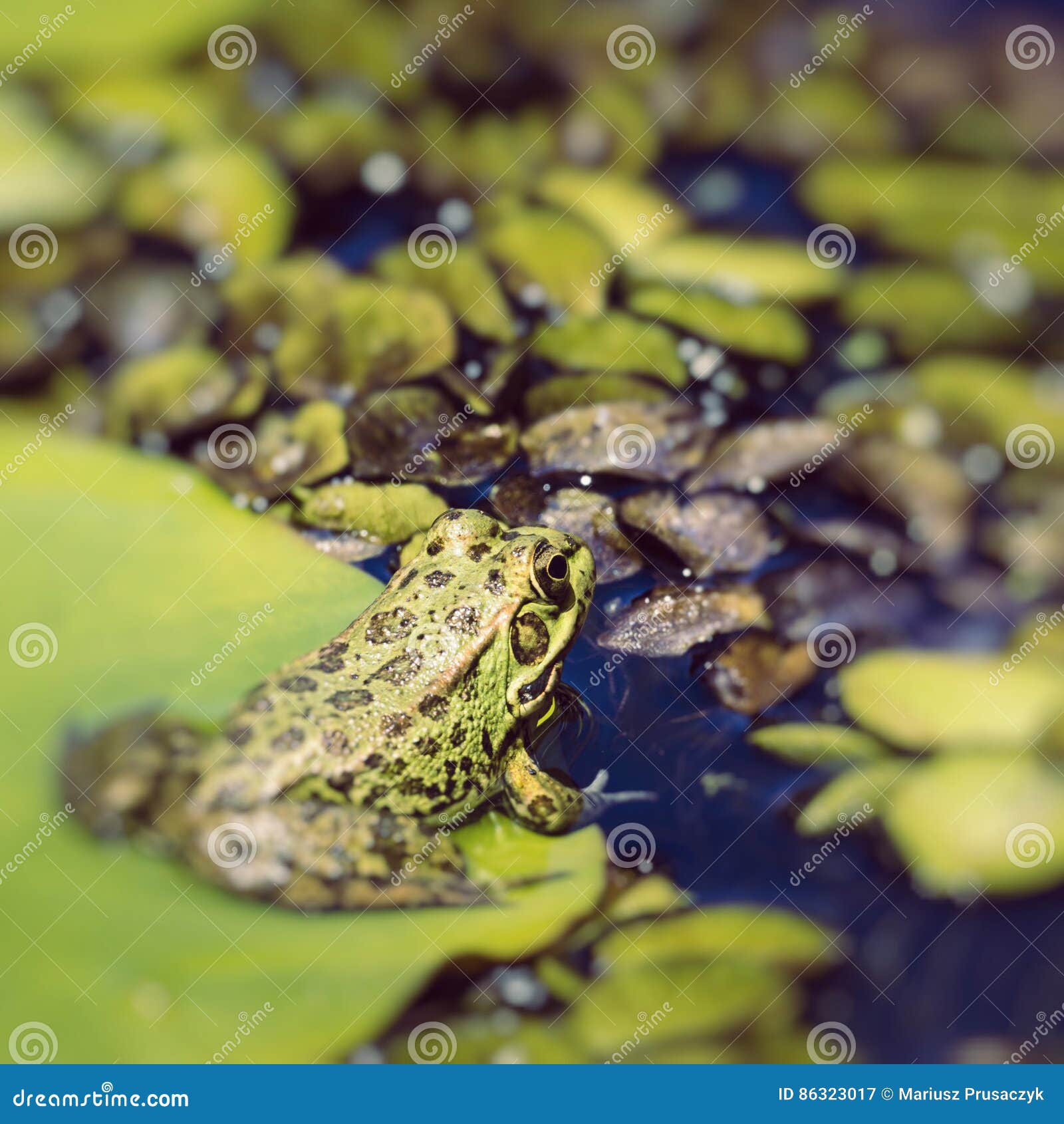 Green Frog in a wetland stock image. Image of plant, harmony - 86323017