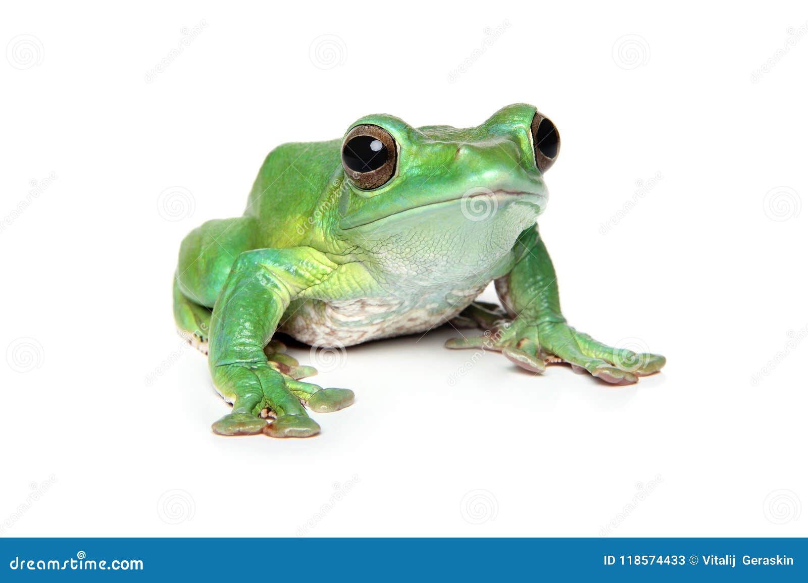 Green Frog on White Background Stock Image - Image of macro, natural ...