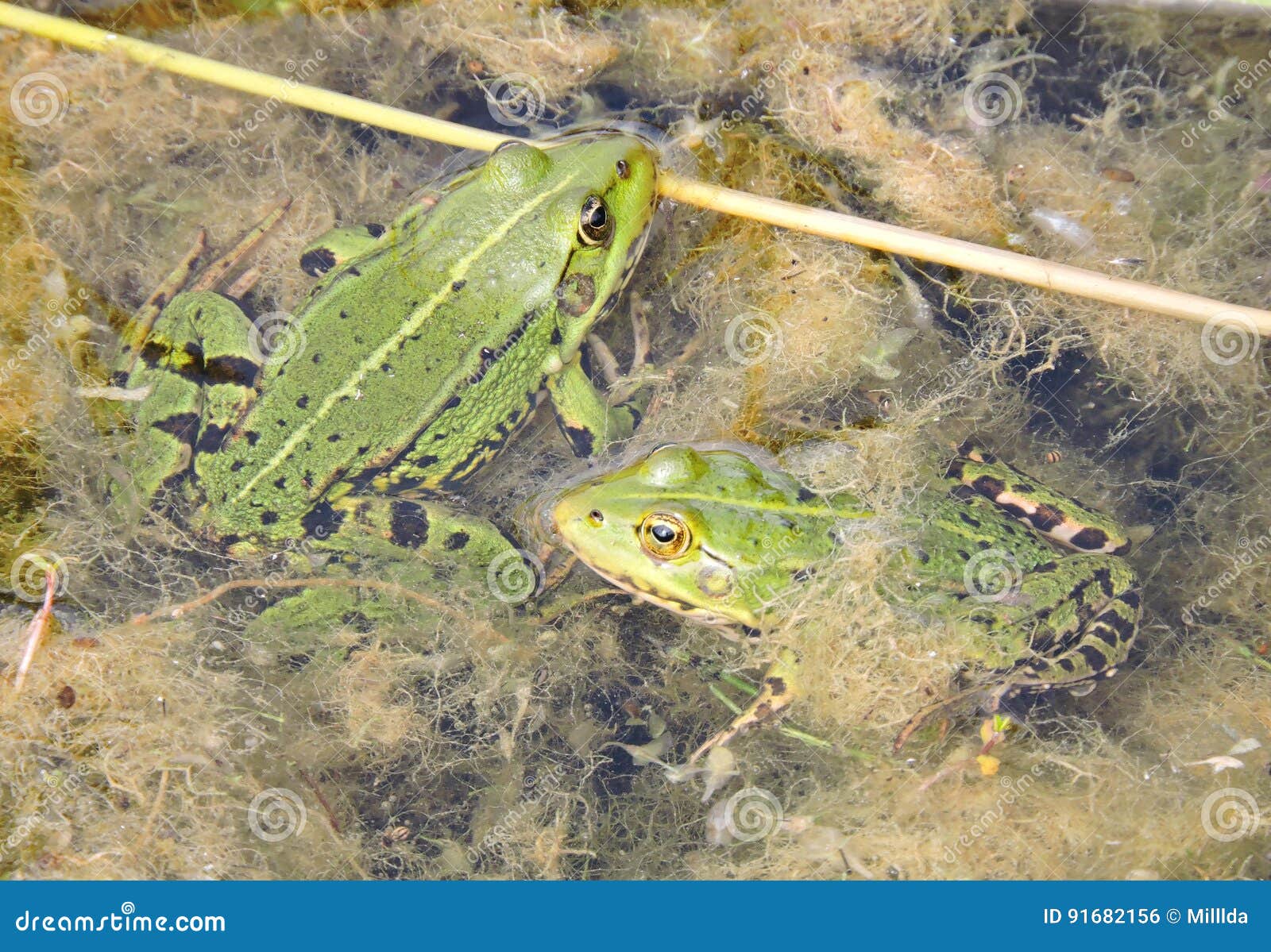 Green frogs in marsh stock photo. Image of legs, body - 91682156