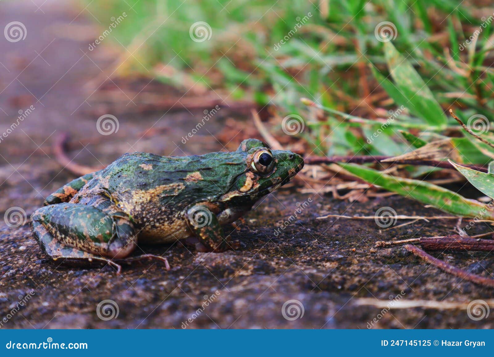 Green Frogs in the Rice Fields in the Morning. Stock Image - Image of ...