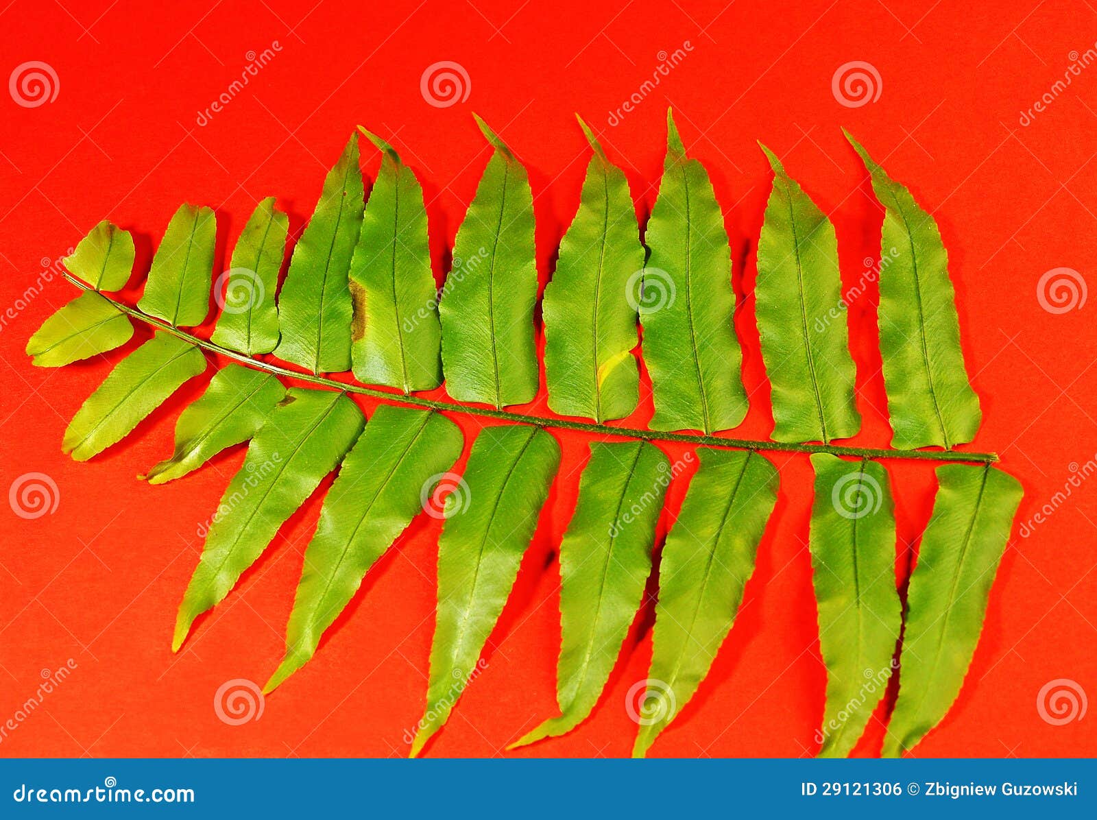 Green fronds stock photo. Image of gardening, forest - 29121306