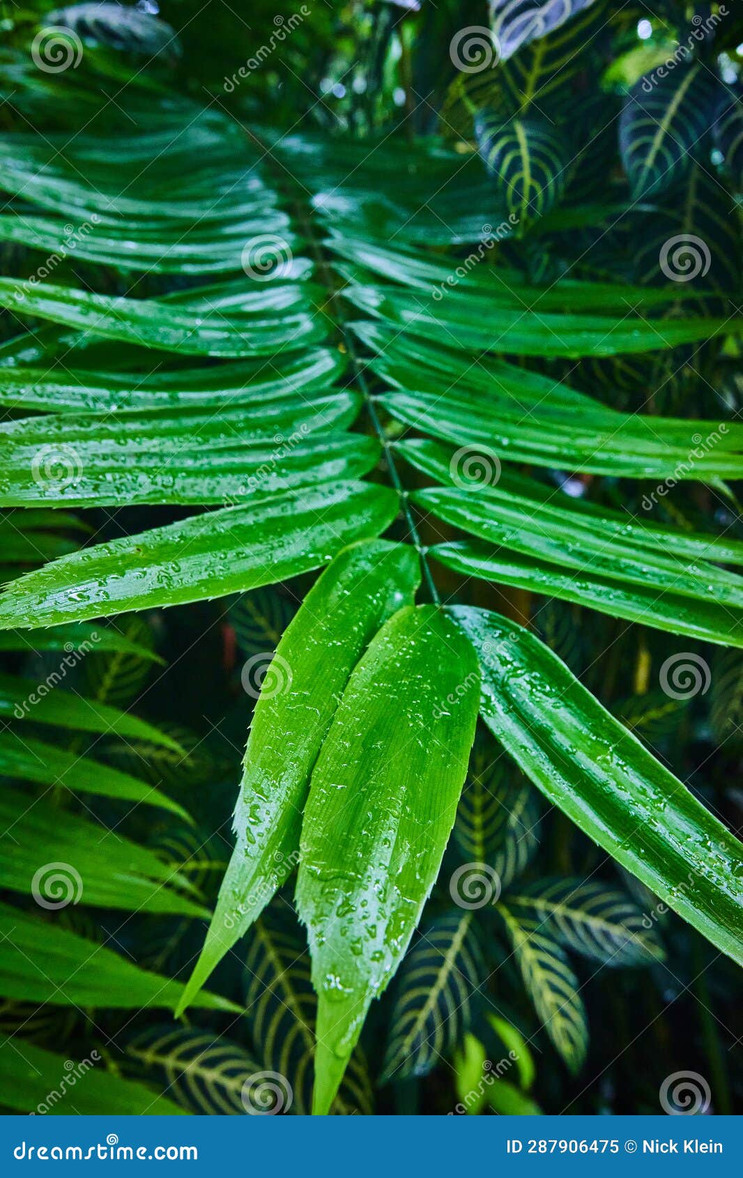 Green Fronds Poking Out from Wall of Leaves Stock Image - Image of ...