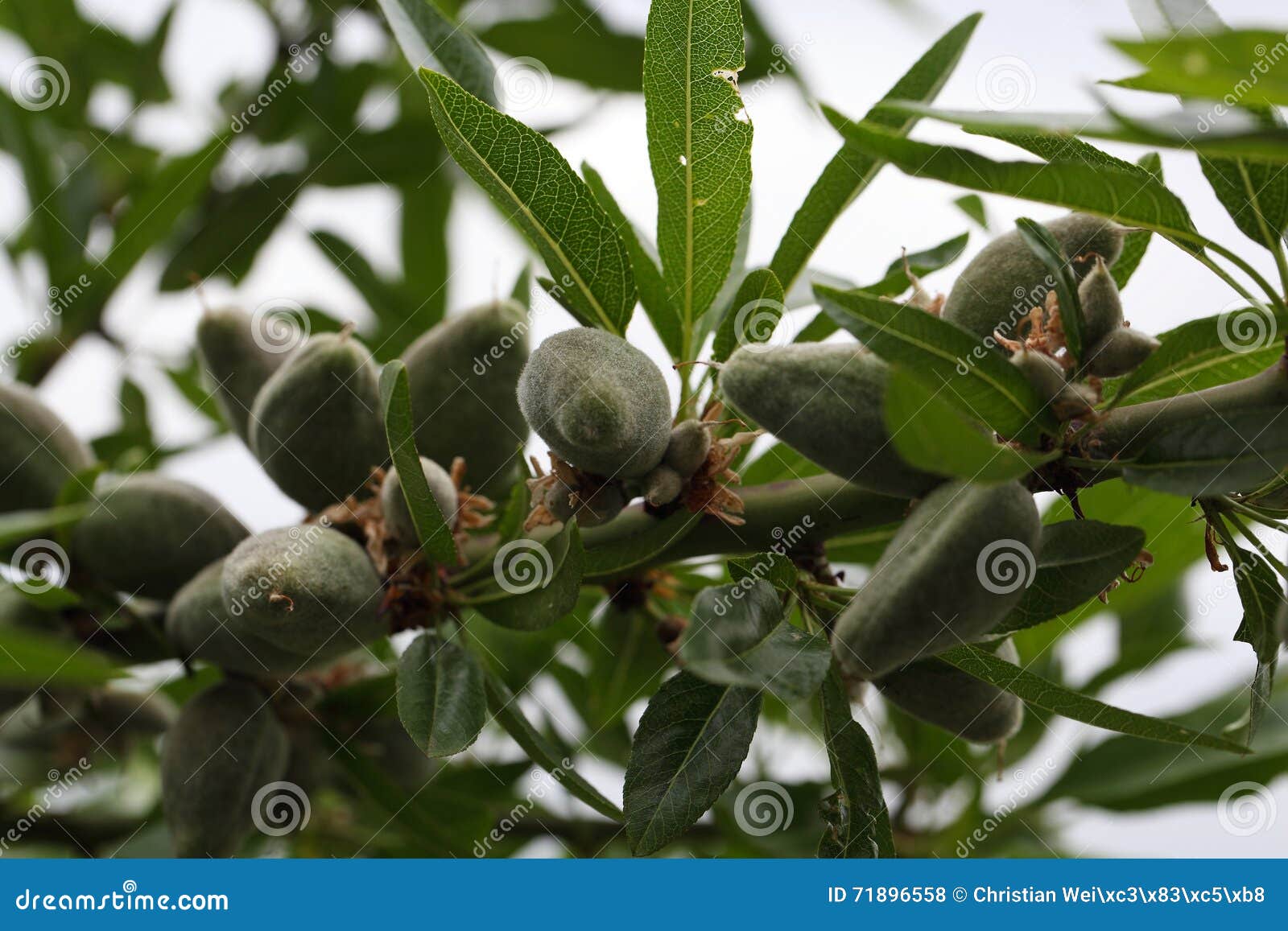 Green Fruit of an Almond Tree Stock Photo - Image of tree, young: 71896558