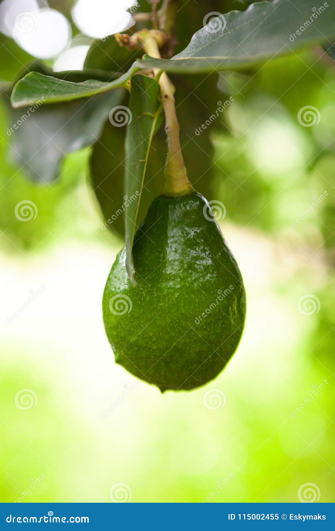 Green fruit of avocado. stock image. Image of growing - 115002455