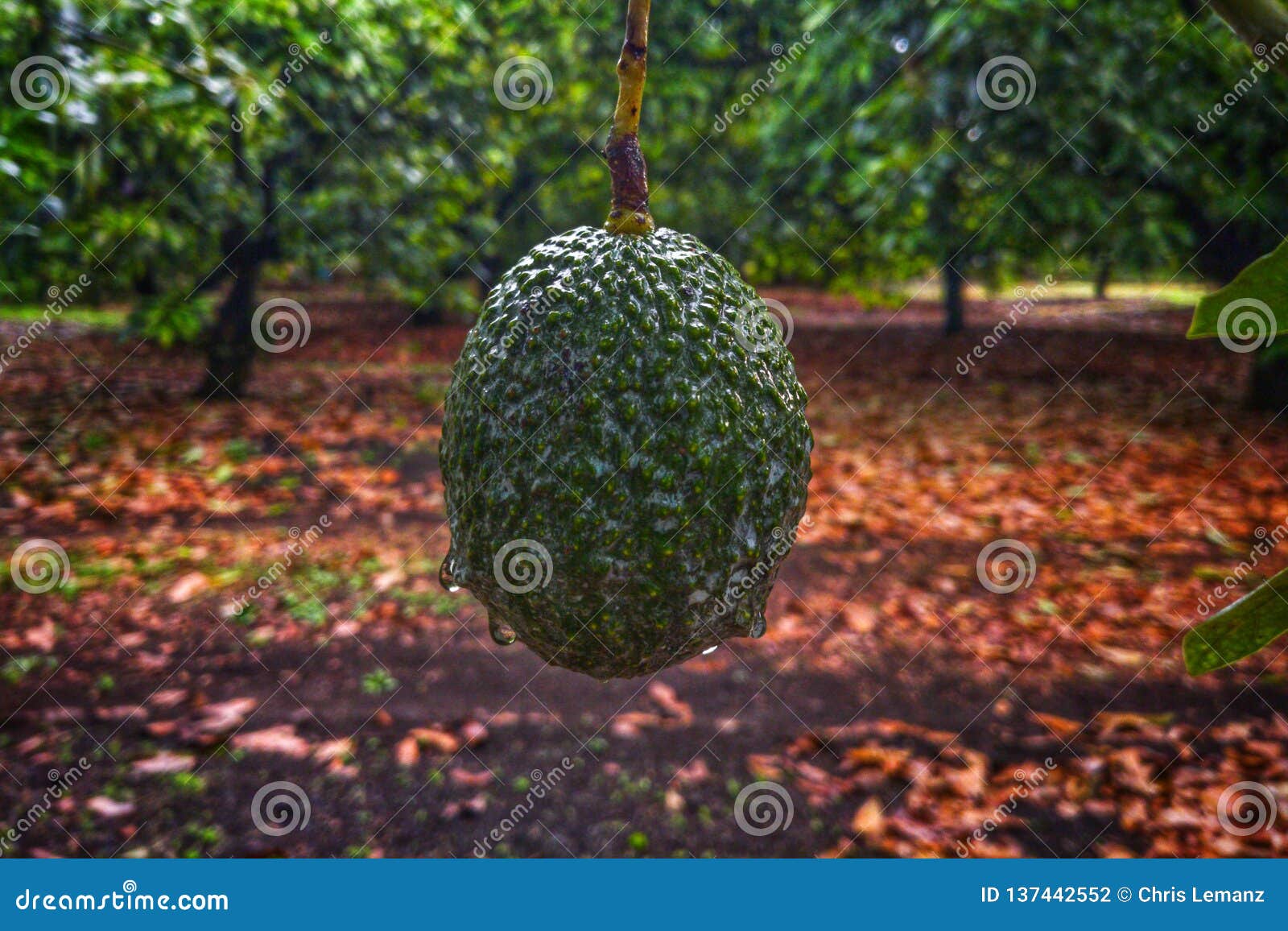 Green Fruit of Avocado on the Tree Stock Photo - Image of avocado, farm ...