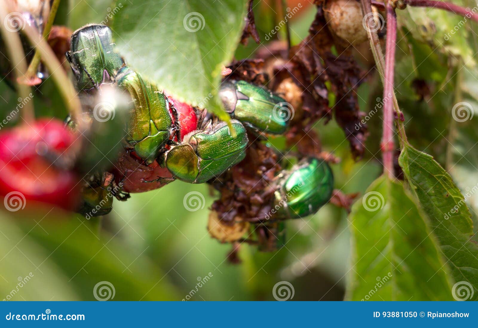 Green Fruit Beetles Eating Cherries. Stock Photo - Image of mutabilis ...