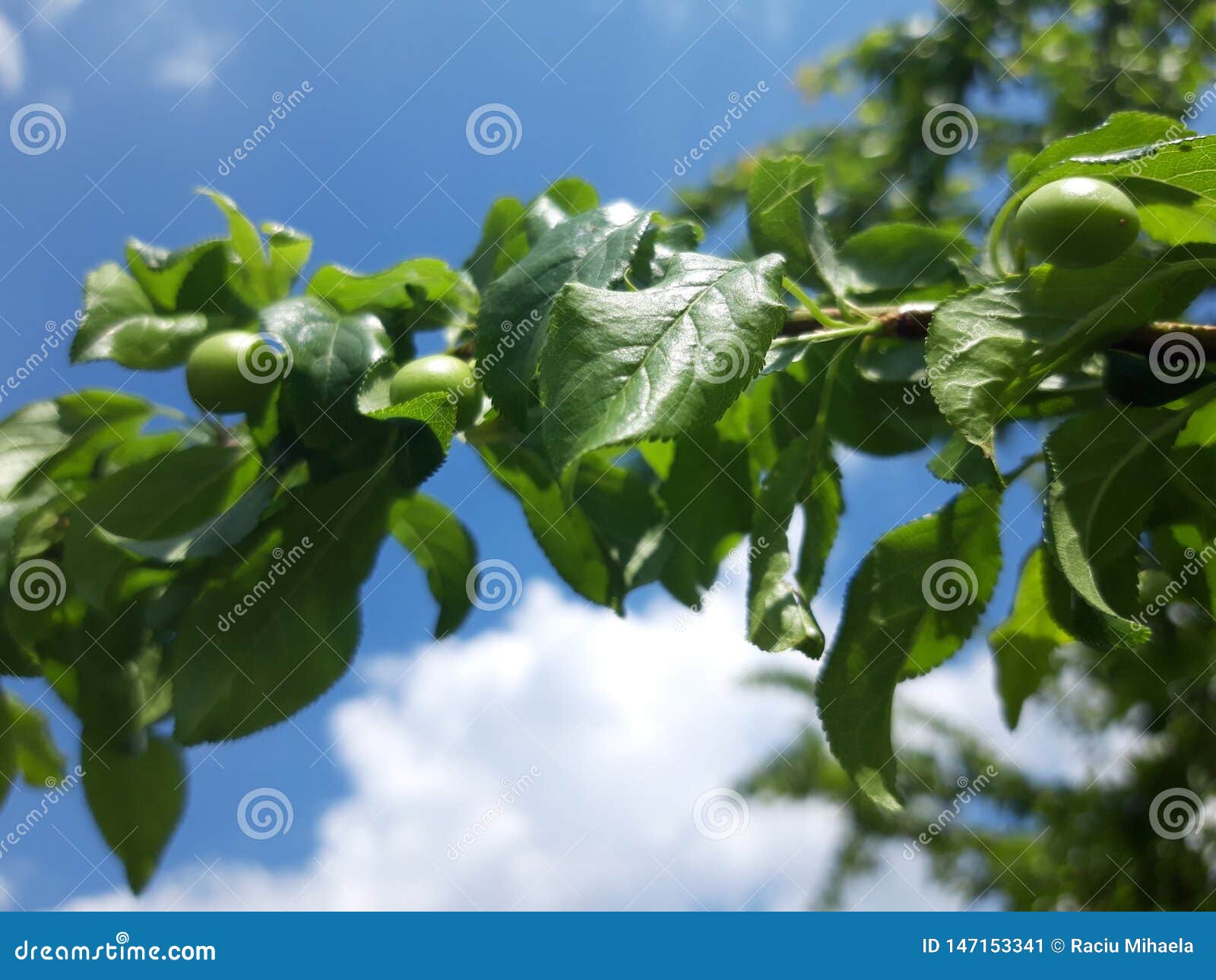 Green fruit of cherry tree stock image. Image of focus - 147153341