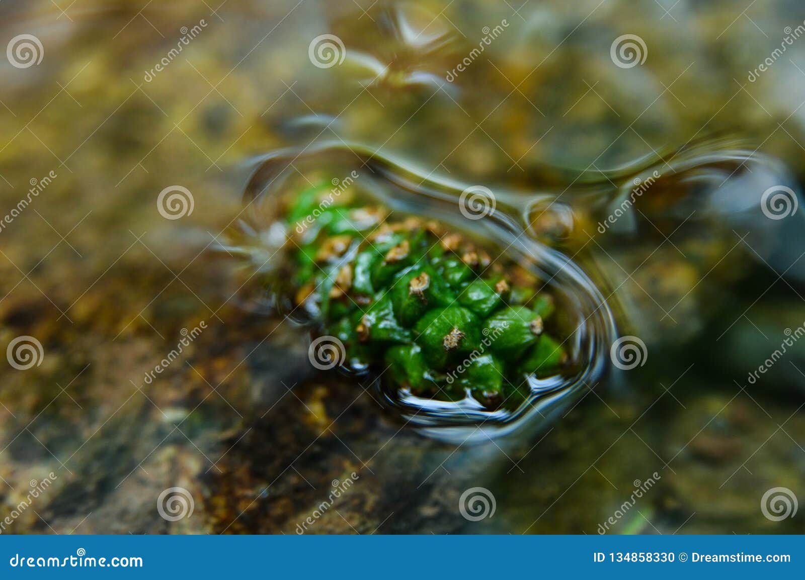 Green Fruit Floating in a Stream Stock Photo - Image of jungle, grey ...