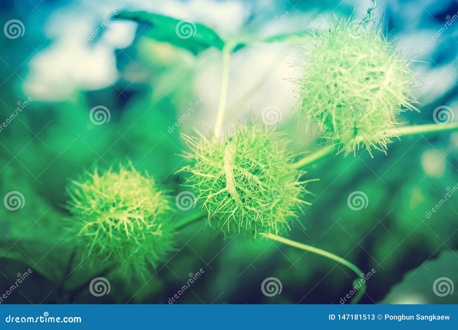 Green Fruit in the Forest Nature Wallpaper Background Stock Image ...