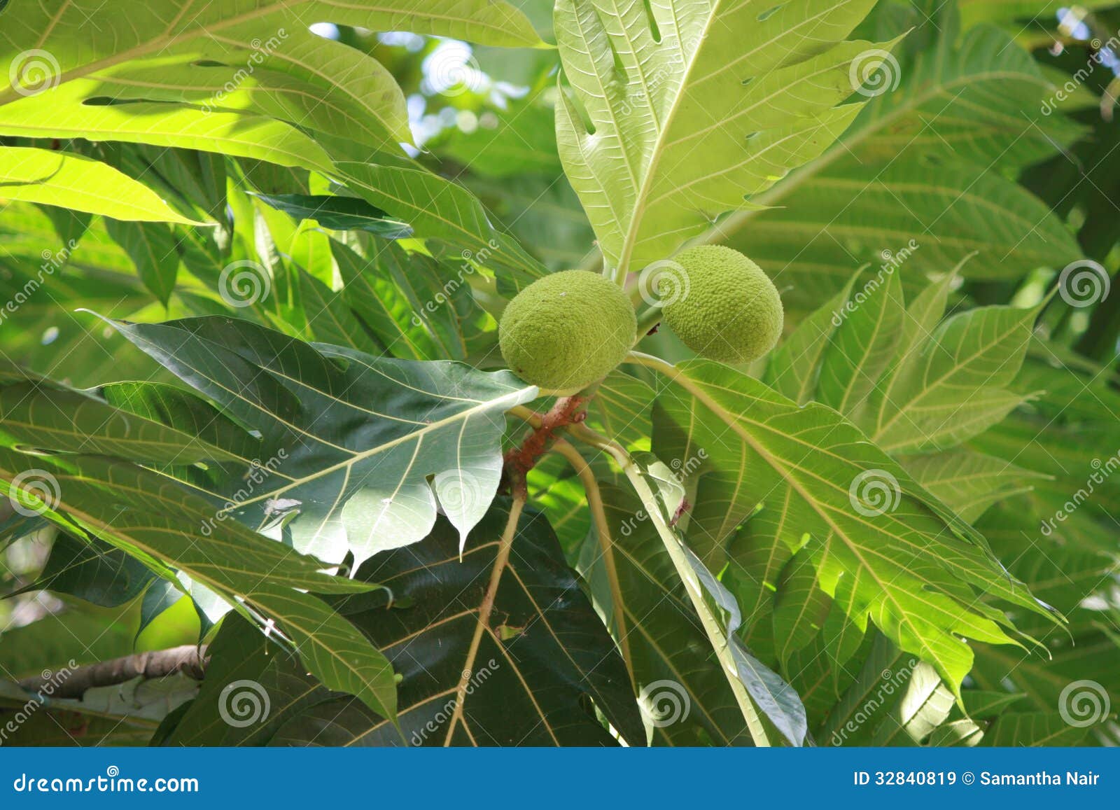 Green fruit stock image. Image of leaves, botanical, garden - 32840819