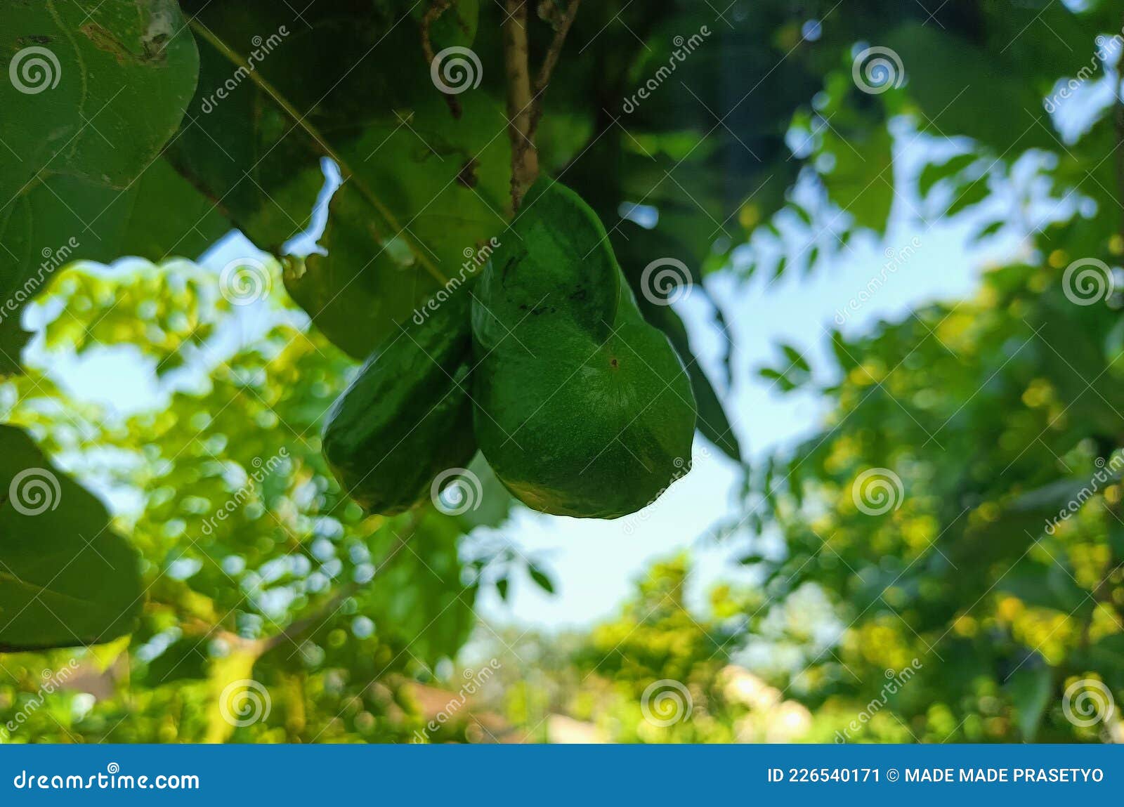 Fruit Gayam Stock Photos - Free & Royalty-Free Stock Photos from Dreamstime