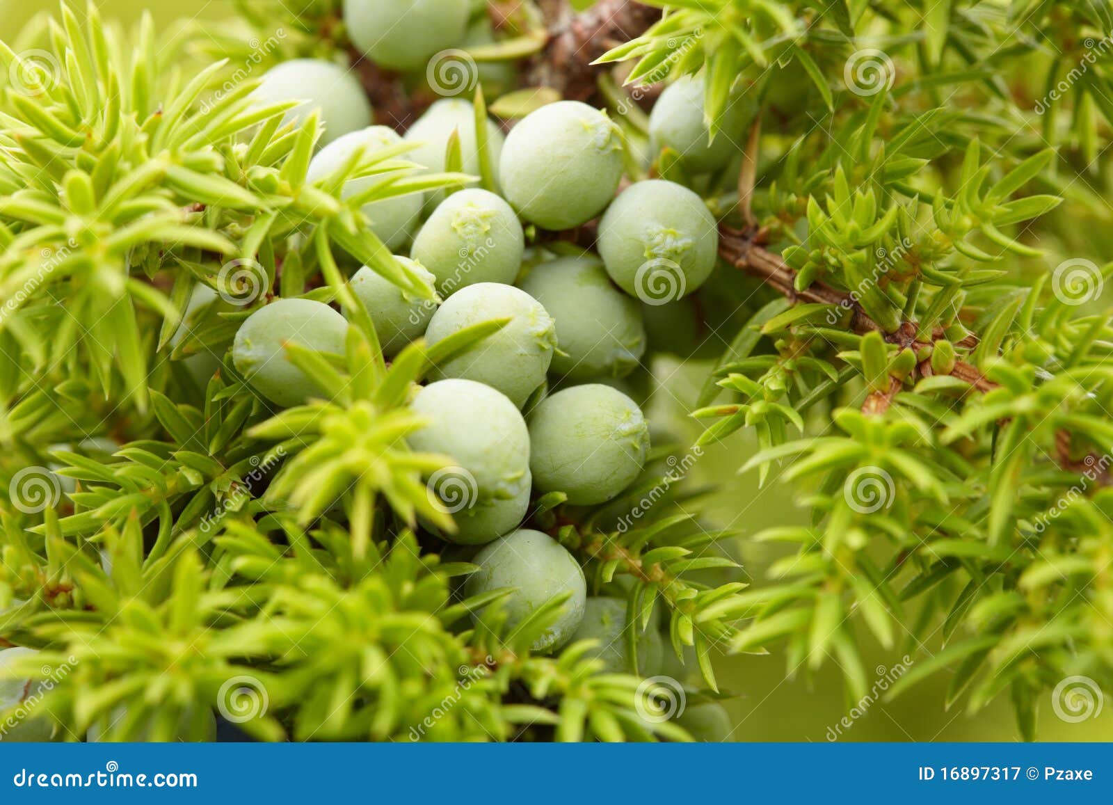 Green fruit of juniper stock image. Image of wild, fructification ...
